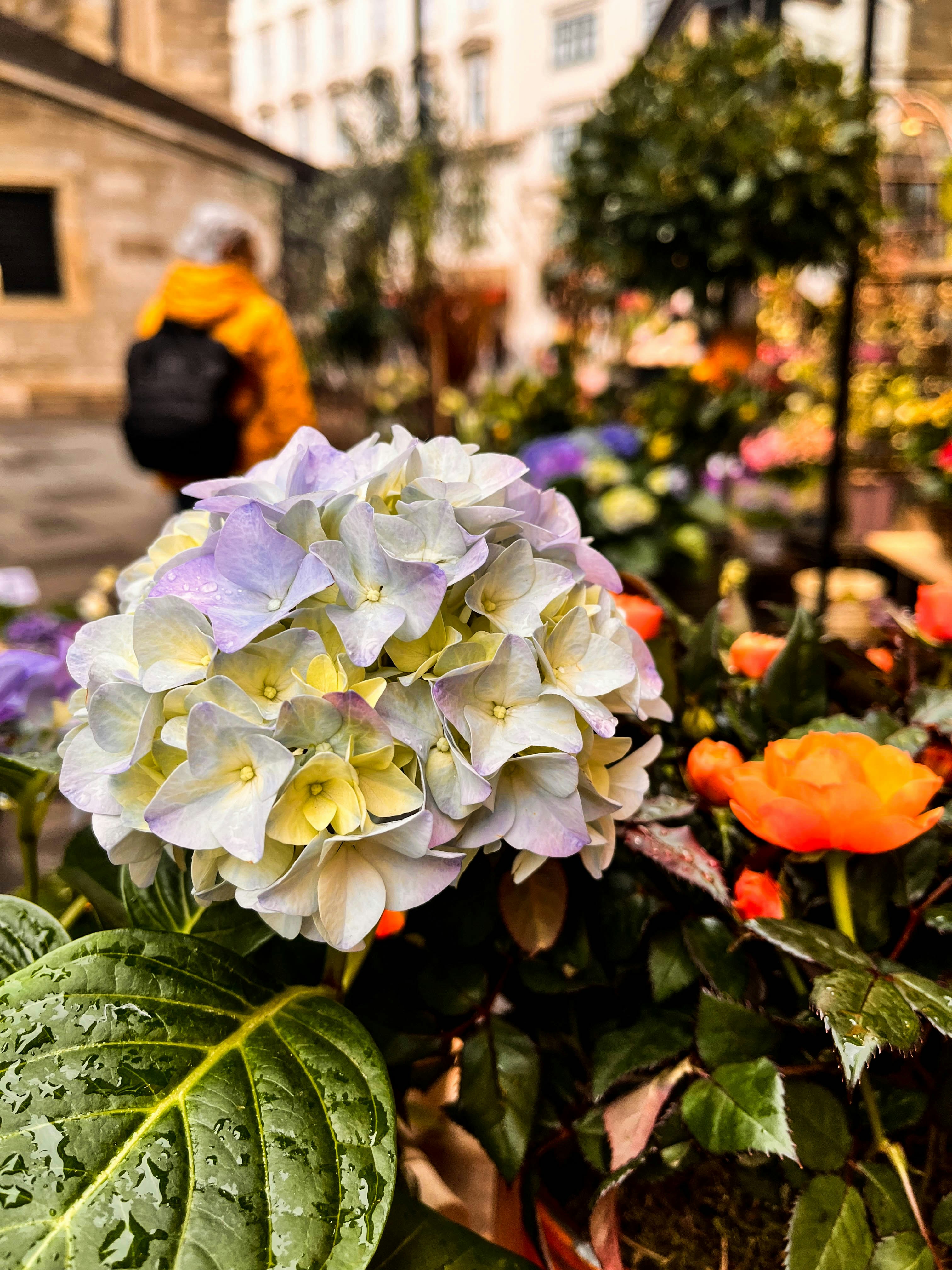 a bunch of flowers that are in a pot
