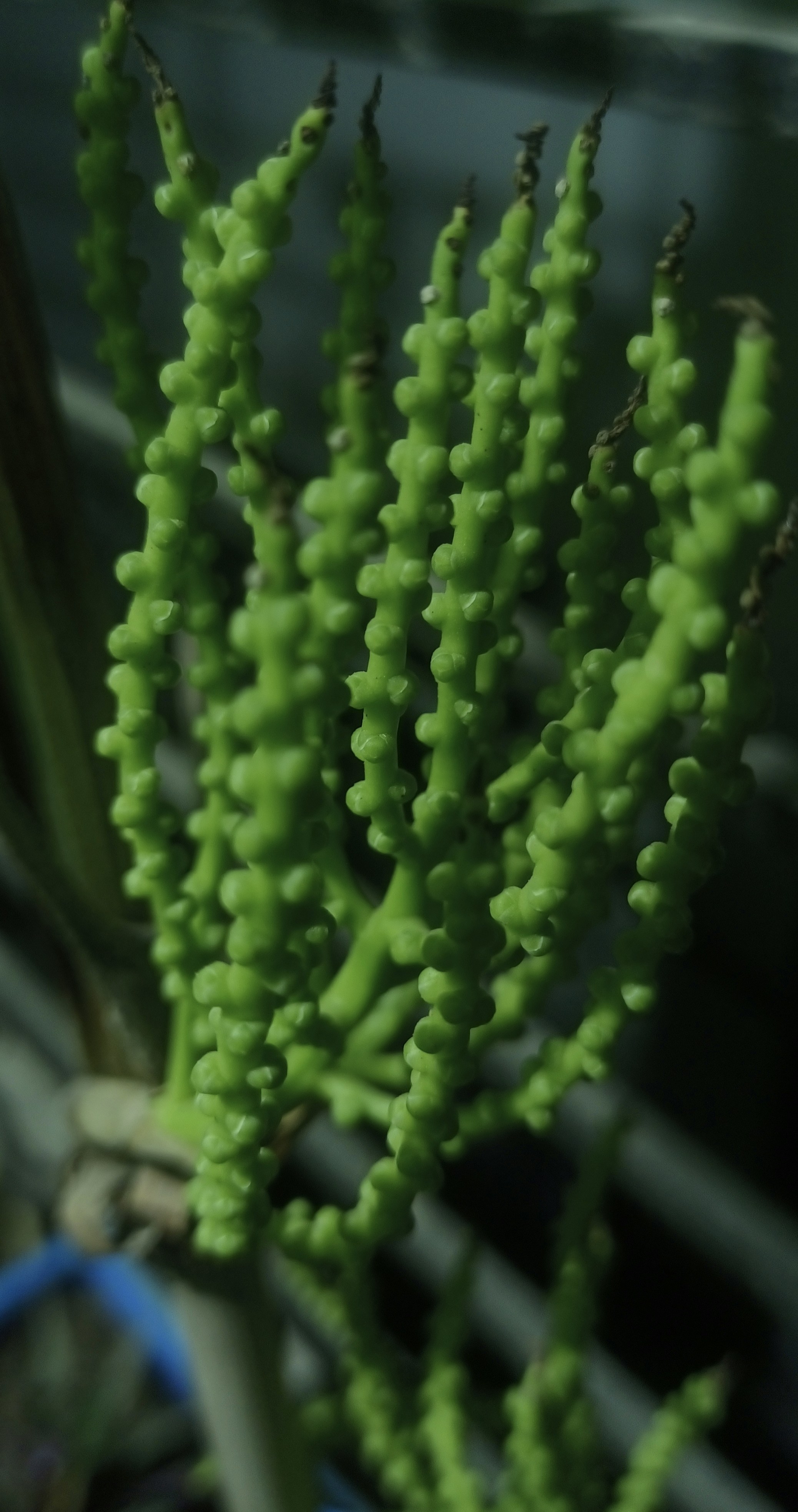 Emerald Tendrils: Close-Up of Verdant, Beaded Stems