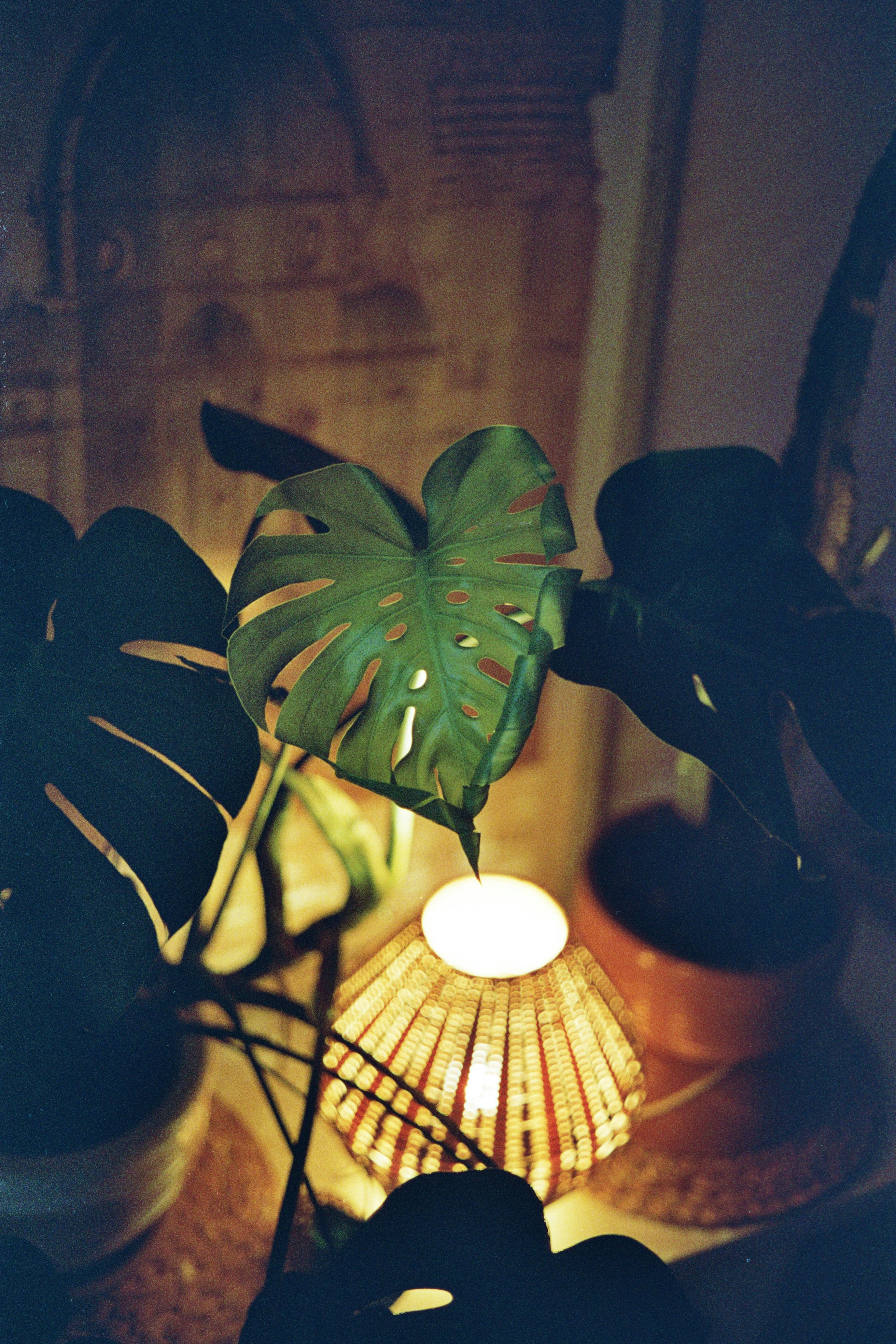 Monstera leaf bathed in warm lamp light, with soft shadows and a woven lampshade in the background. A cozy indoor still life scene emphasizing lush greenery and ambient glow.