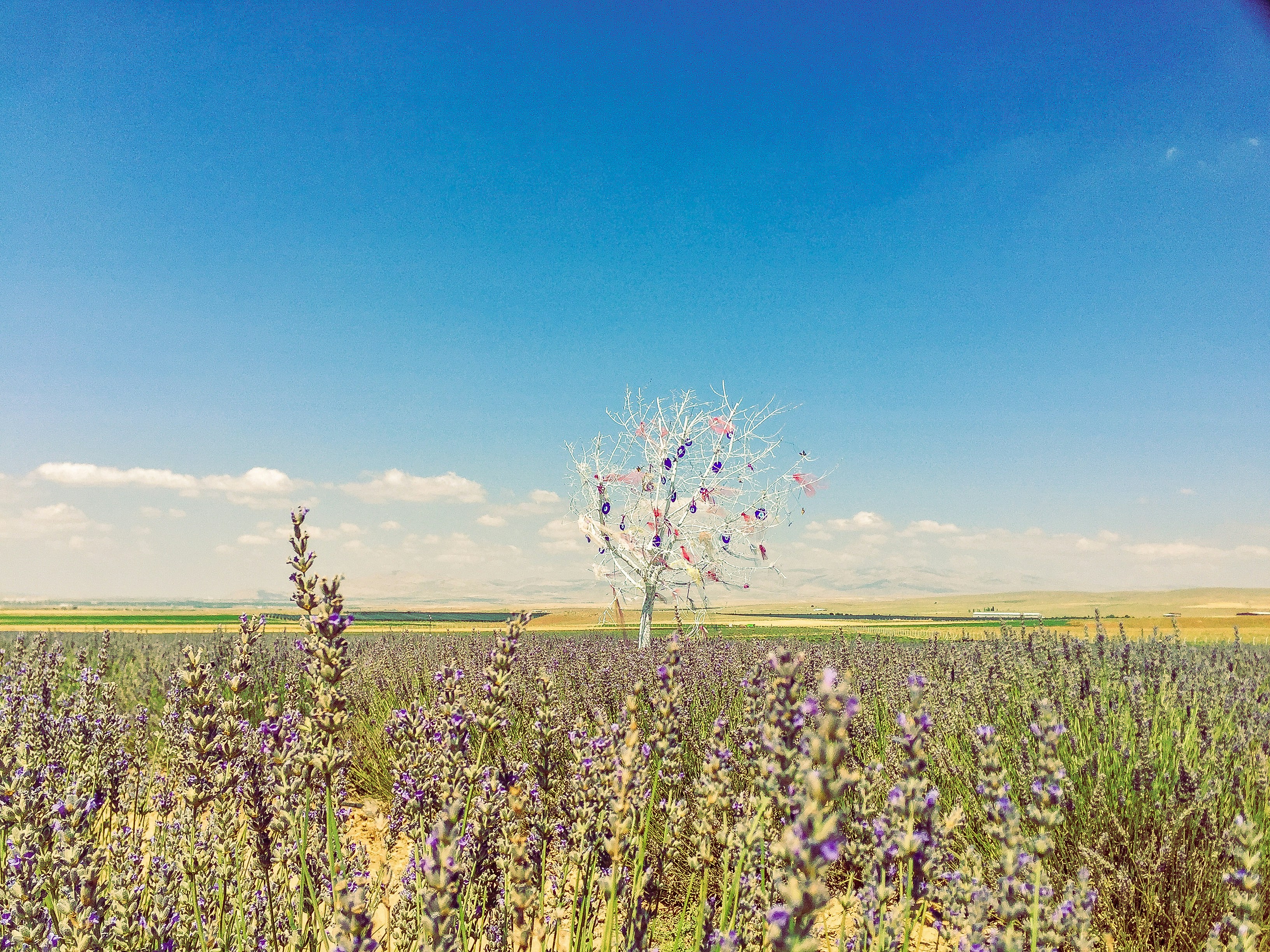 Lavender Fields Beneath an Azure Sky