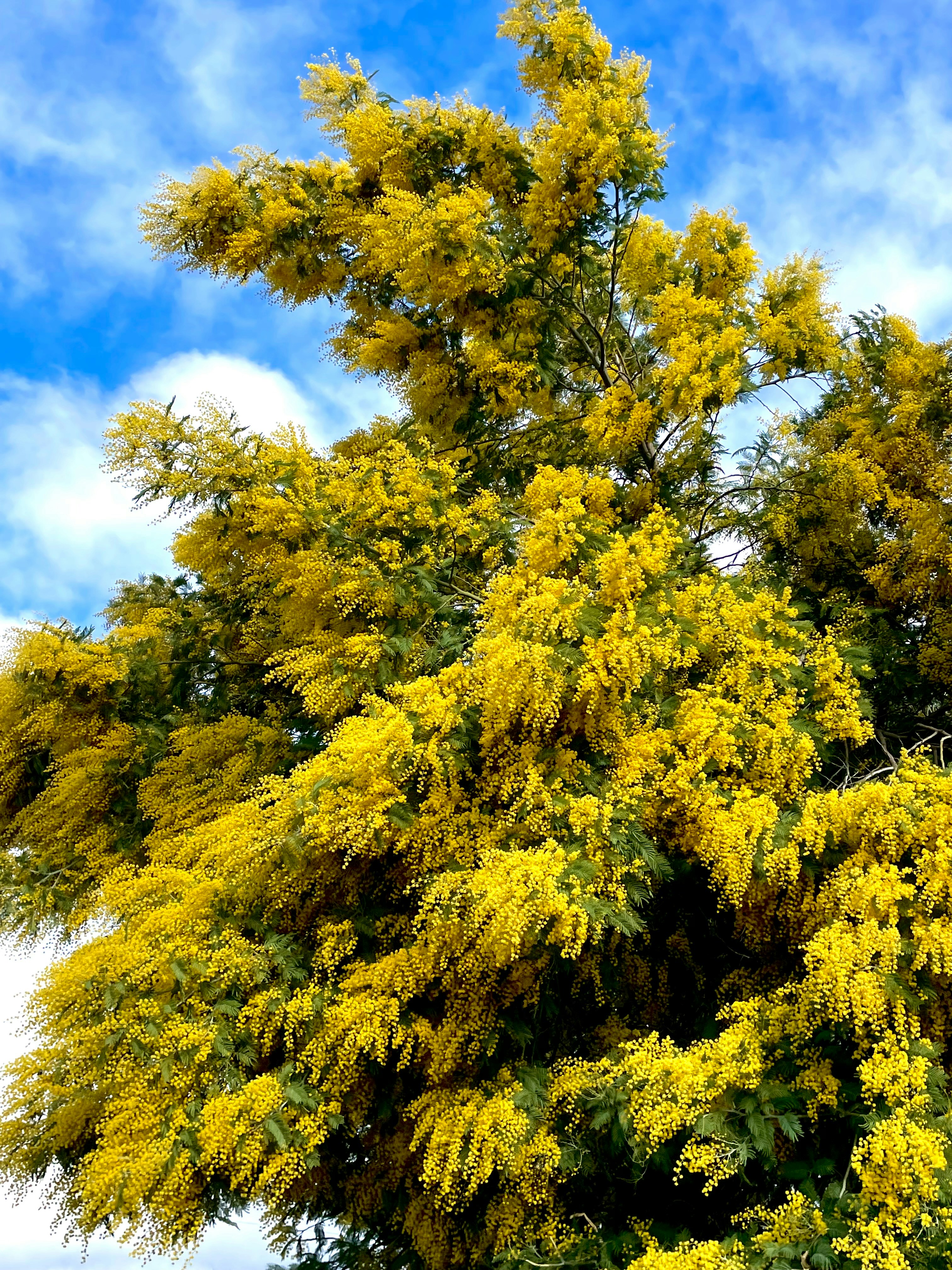 Golden Cascade: A Cloud-Backed When Sun Meets Spring