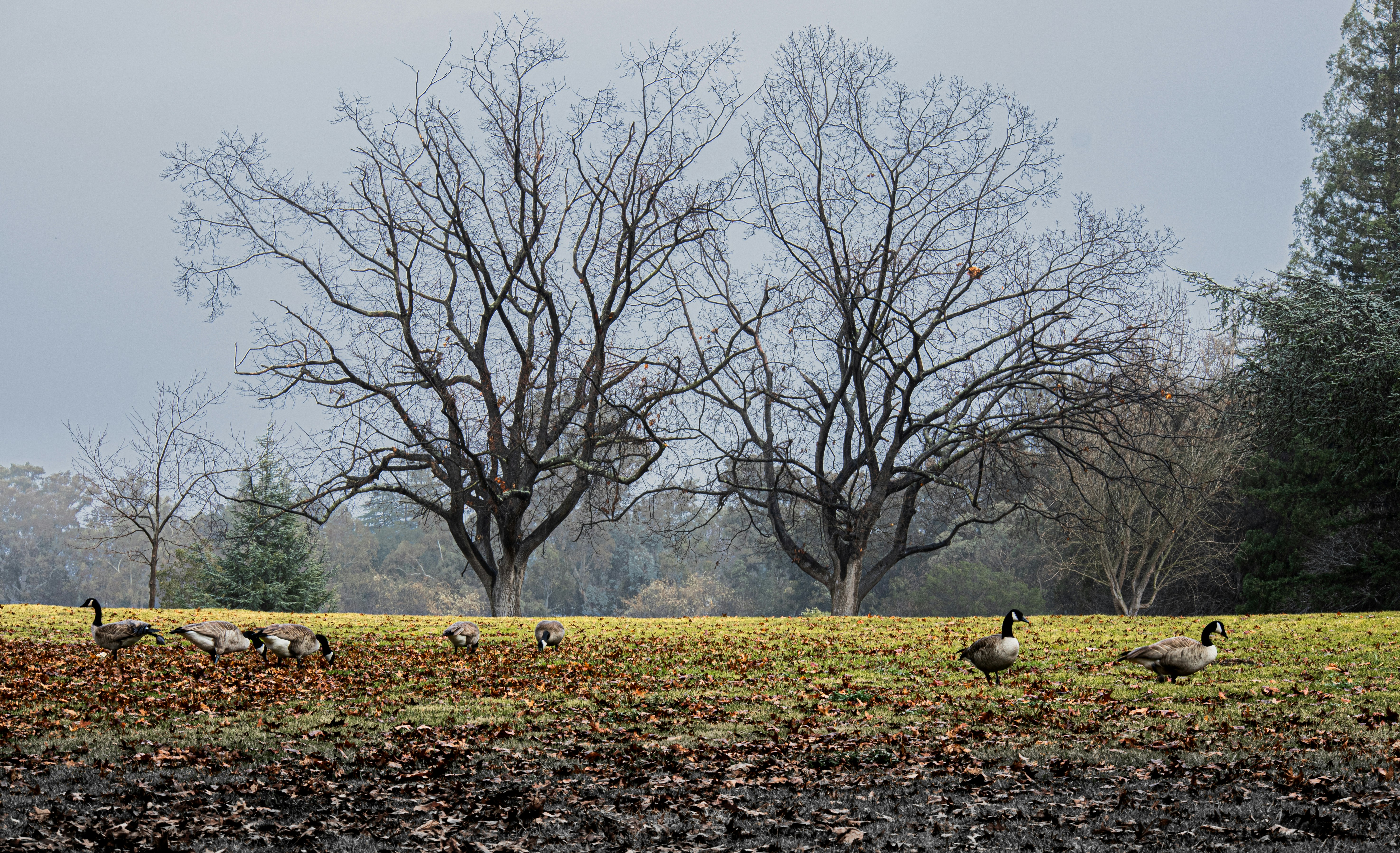 Twin Bare Oaks Over a Geese-Strewn Meadow