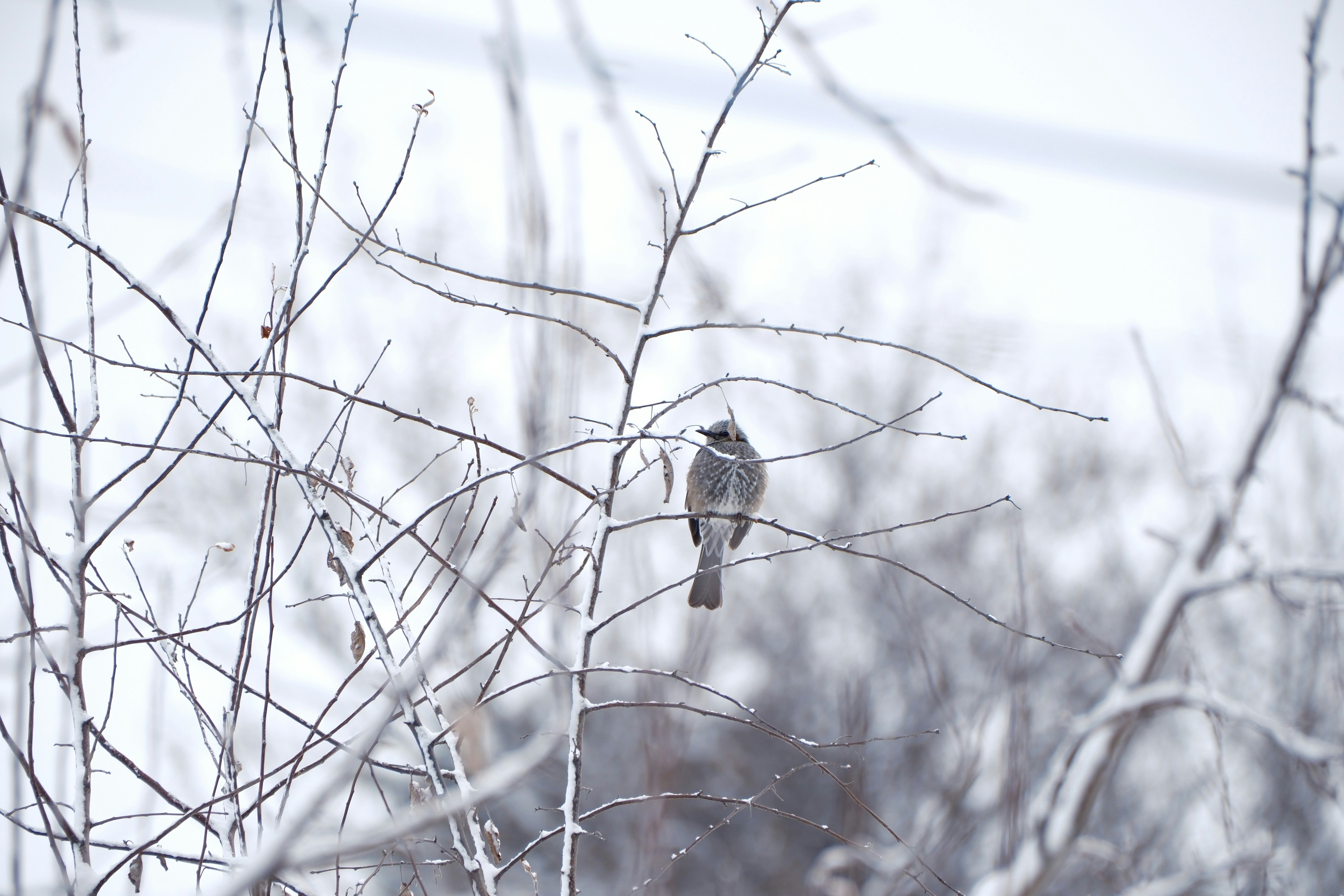 Photo by Seiya Maeda with Fujifilm X-H2S