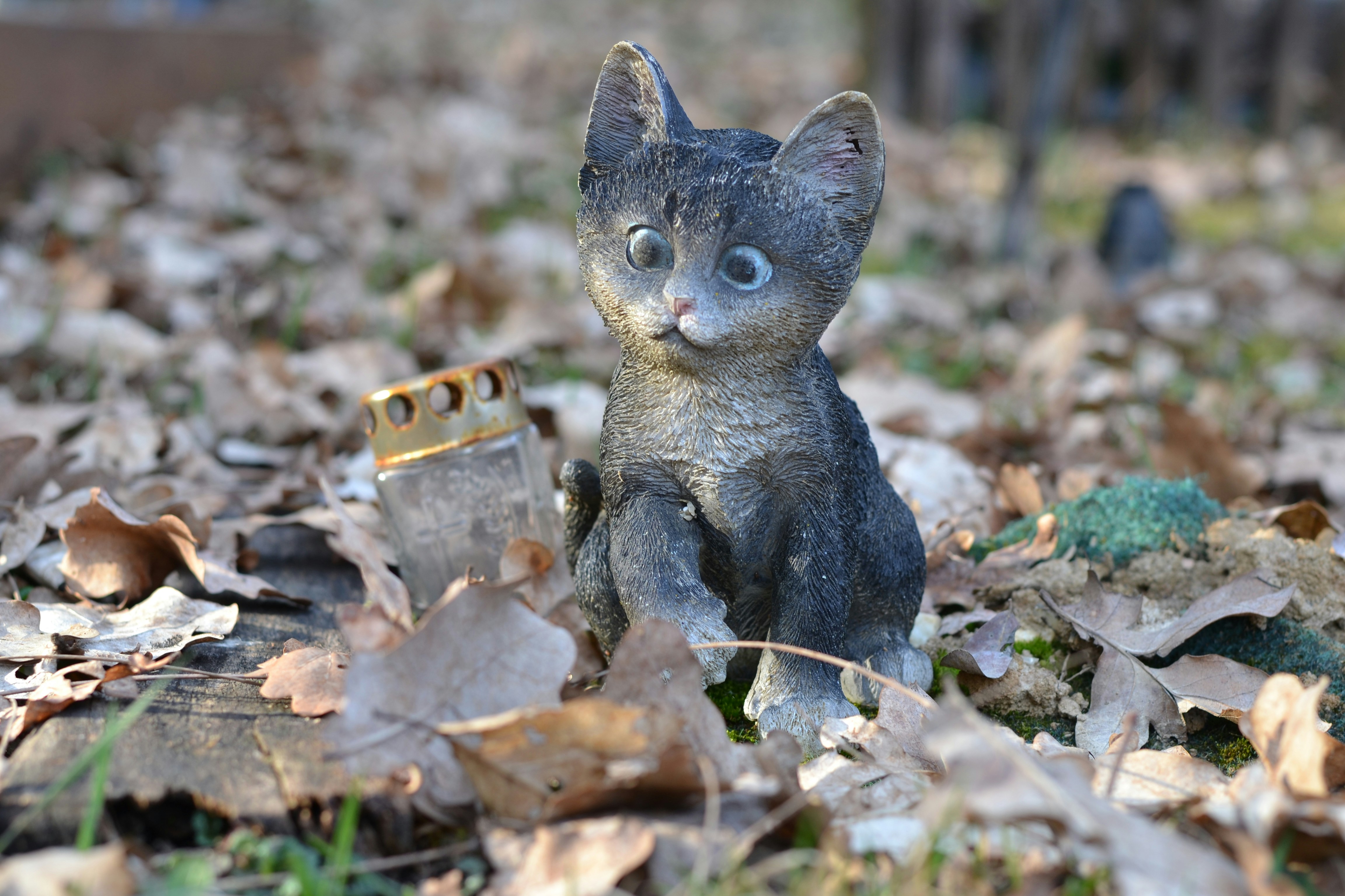 Whiskered Sentinel among Autumn Leaves