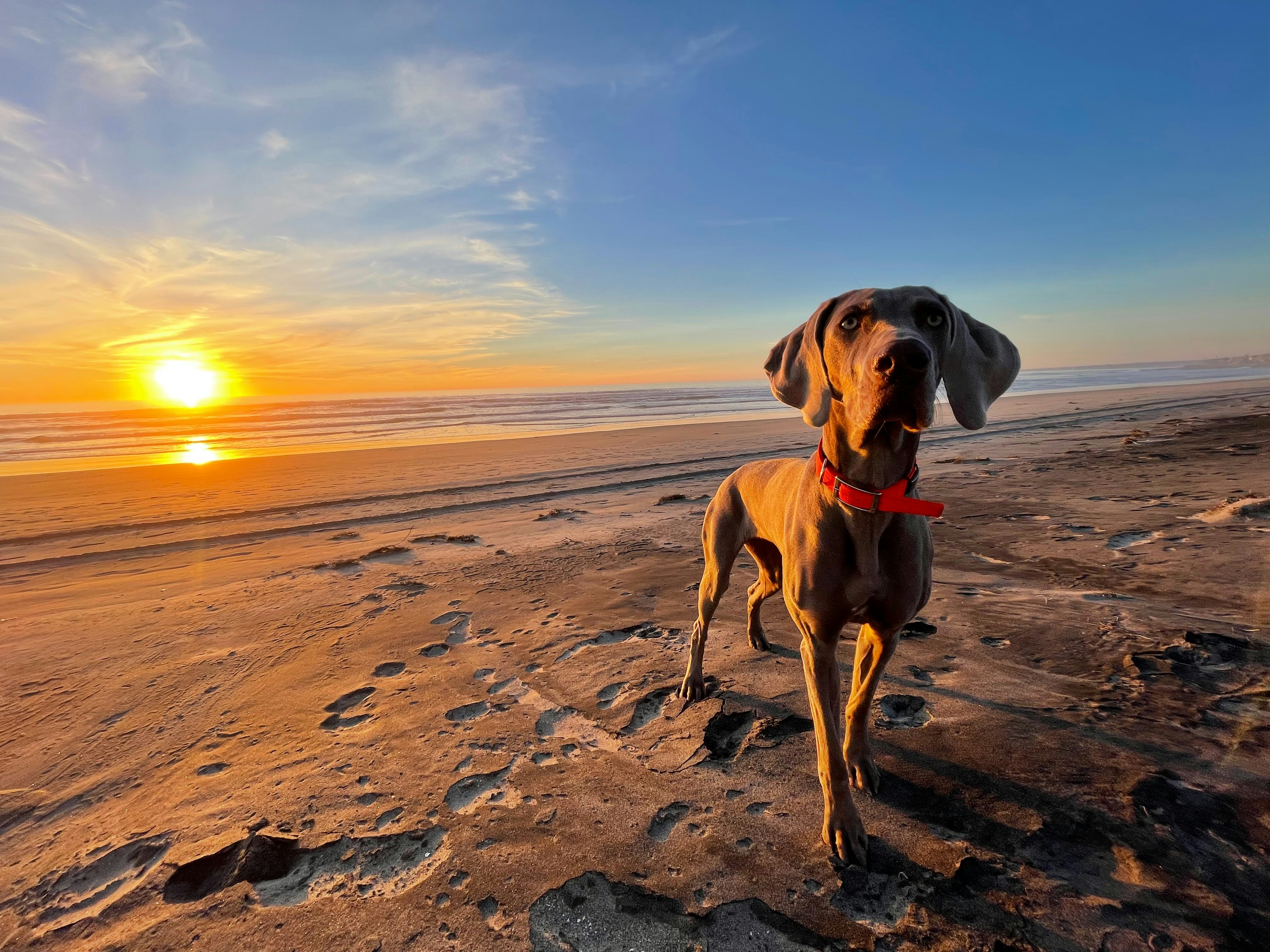 Sunset Sentinel on Rosarito Beach