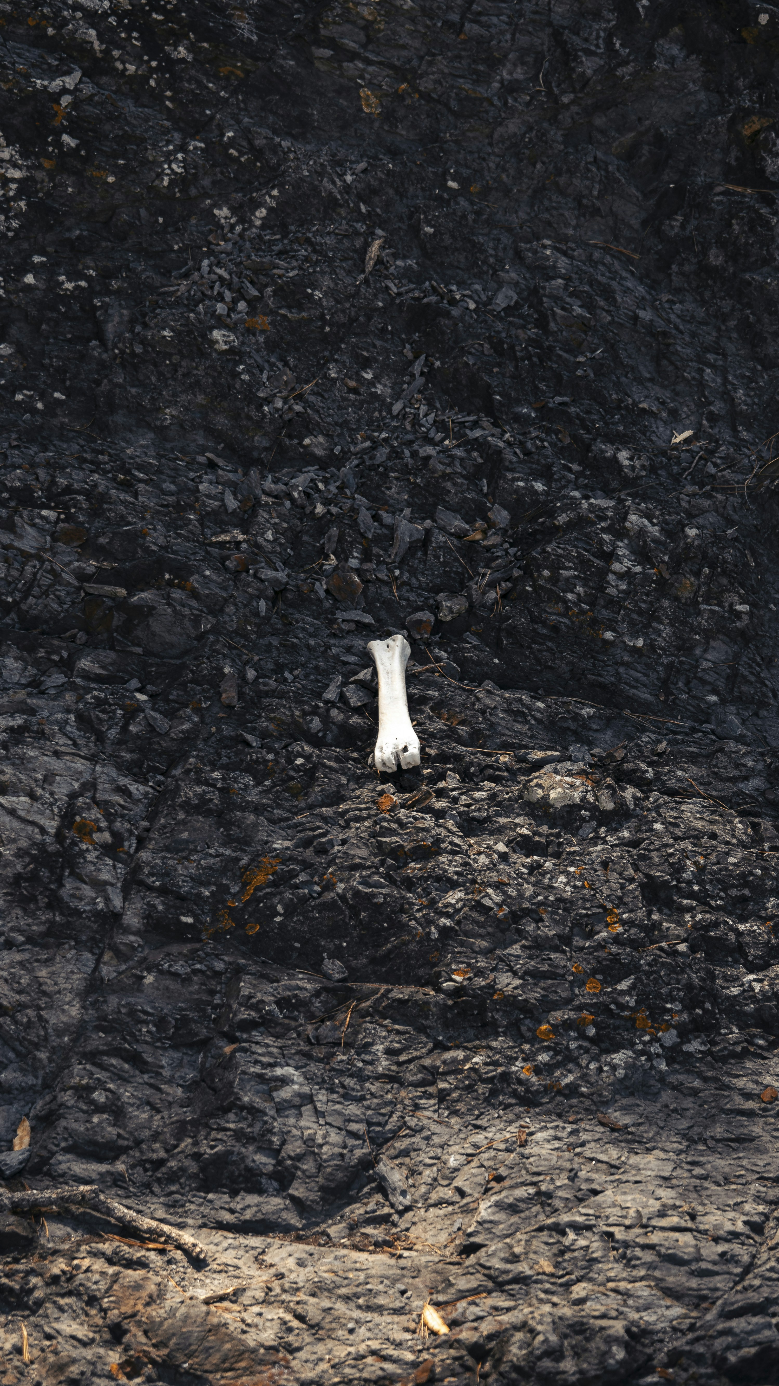 Charred Ground, White Relic: A Minimal Bone in a Dark Landscape
