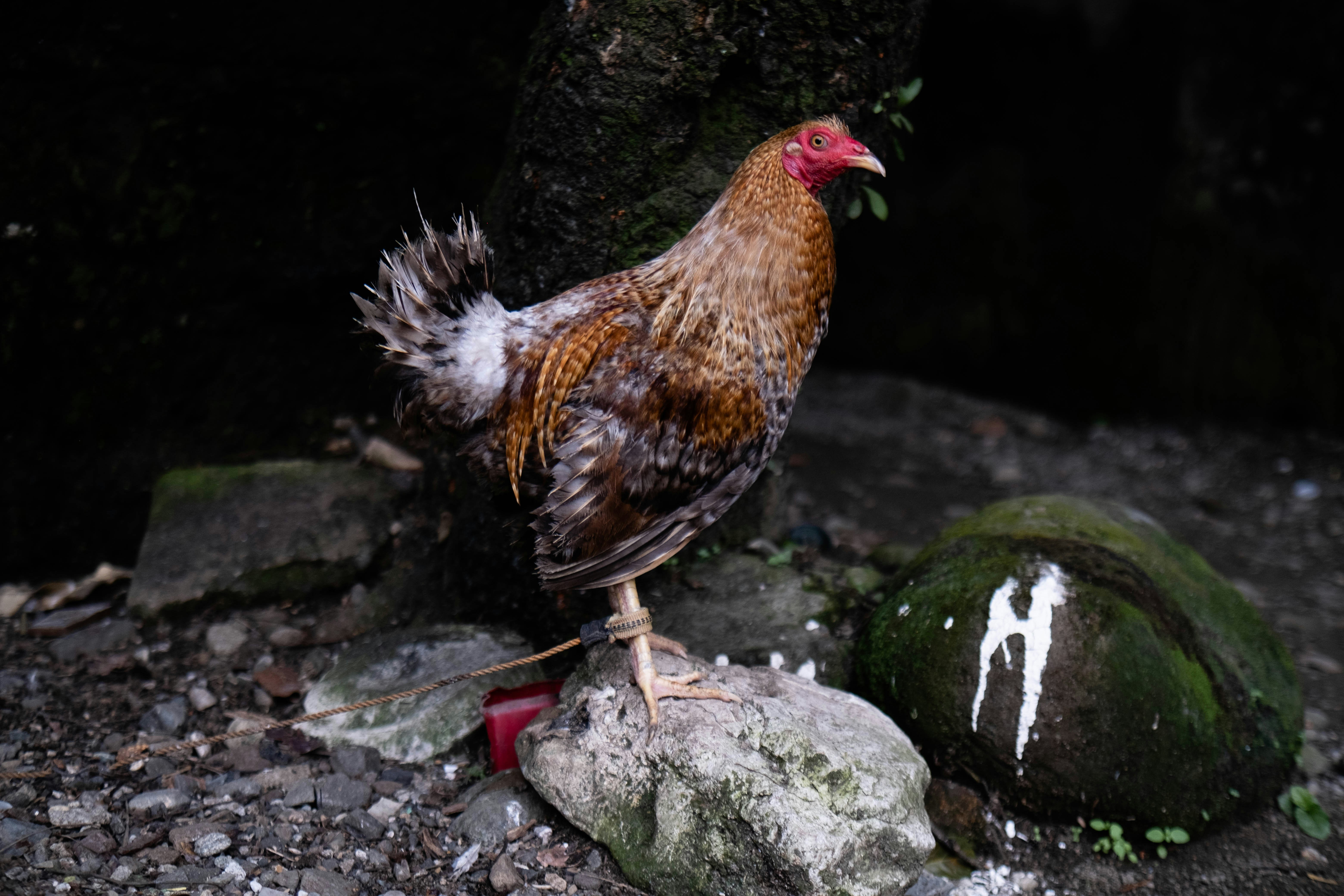 Dusk Perch: A Hen Standing Guard on a Mossy Rock