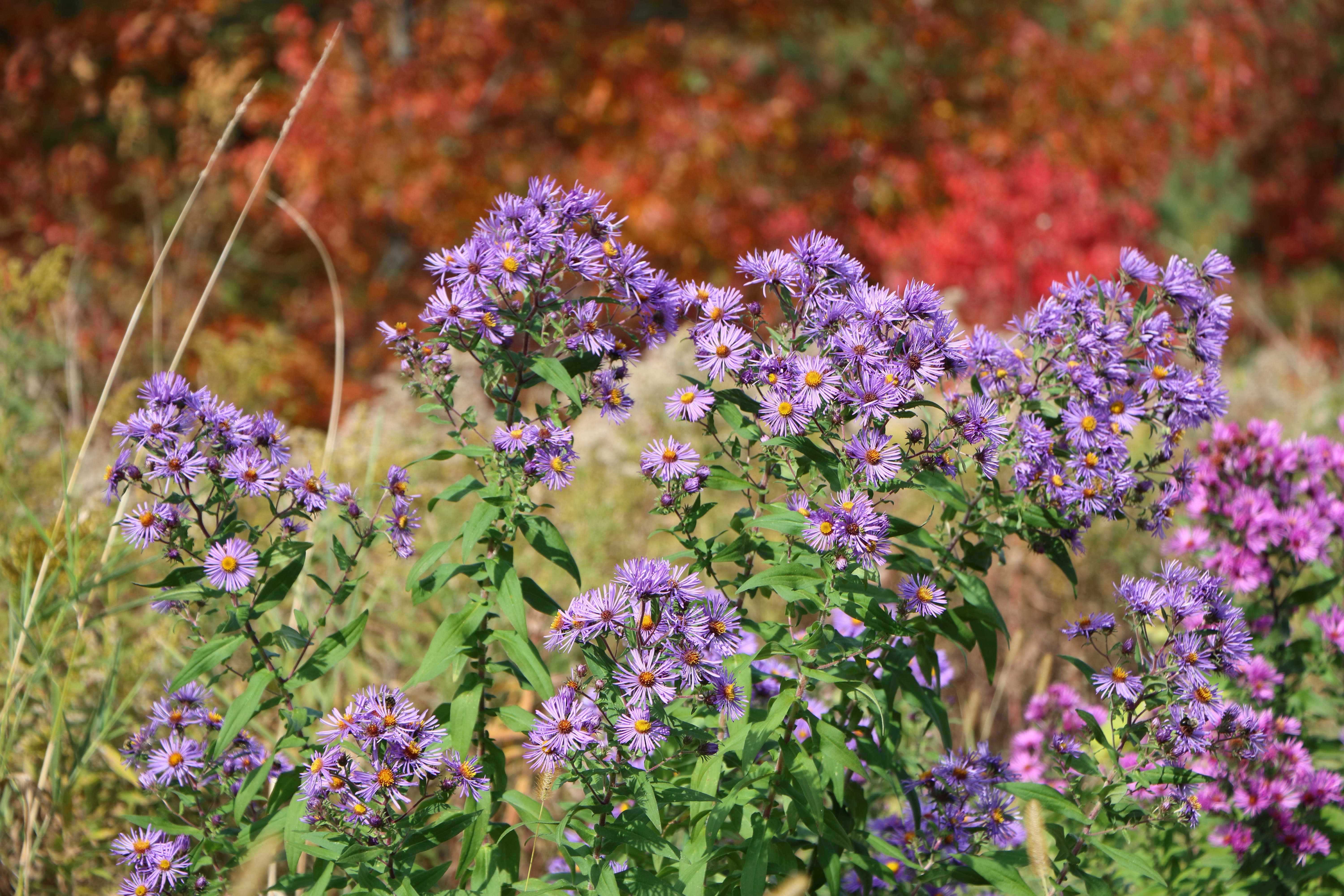 Violet Bloom Chorus Under Autumn Light