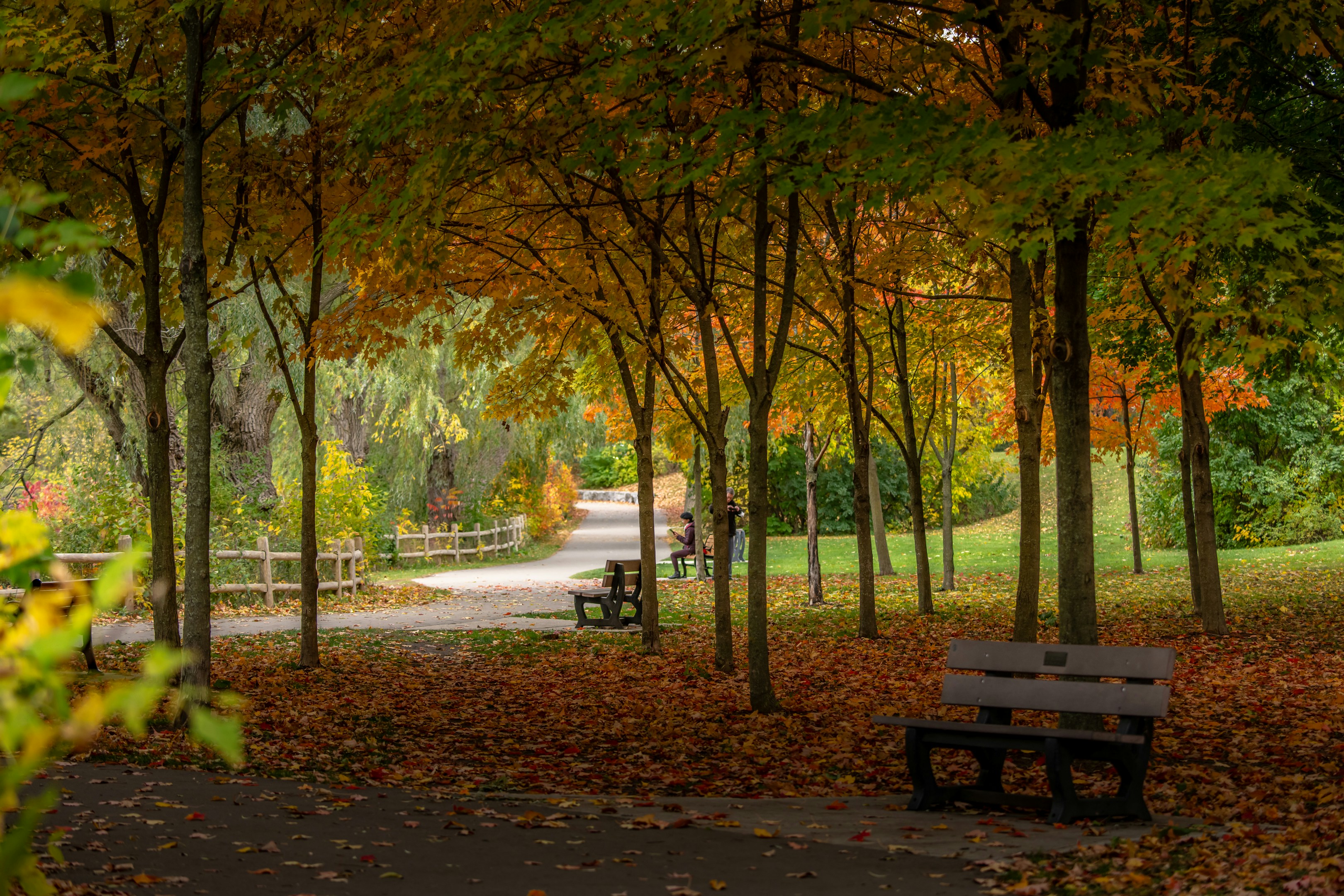 A park bench in the middle of a leaf covered park photo – Free Human ...