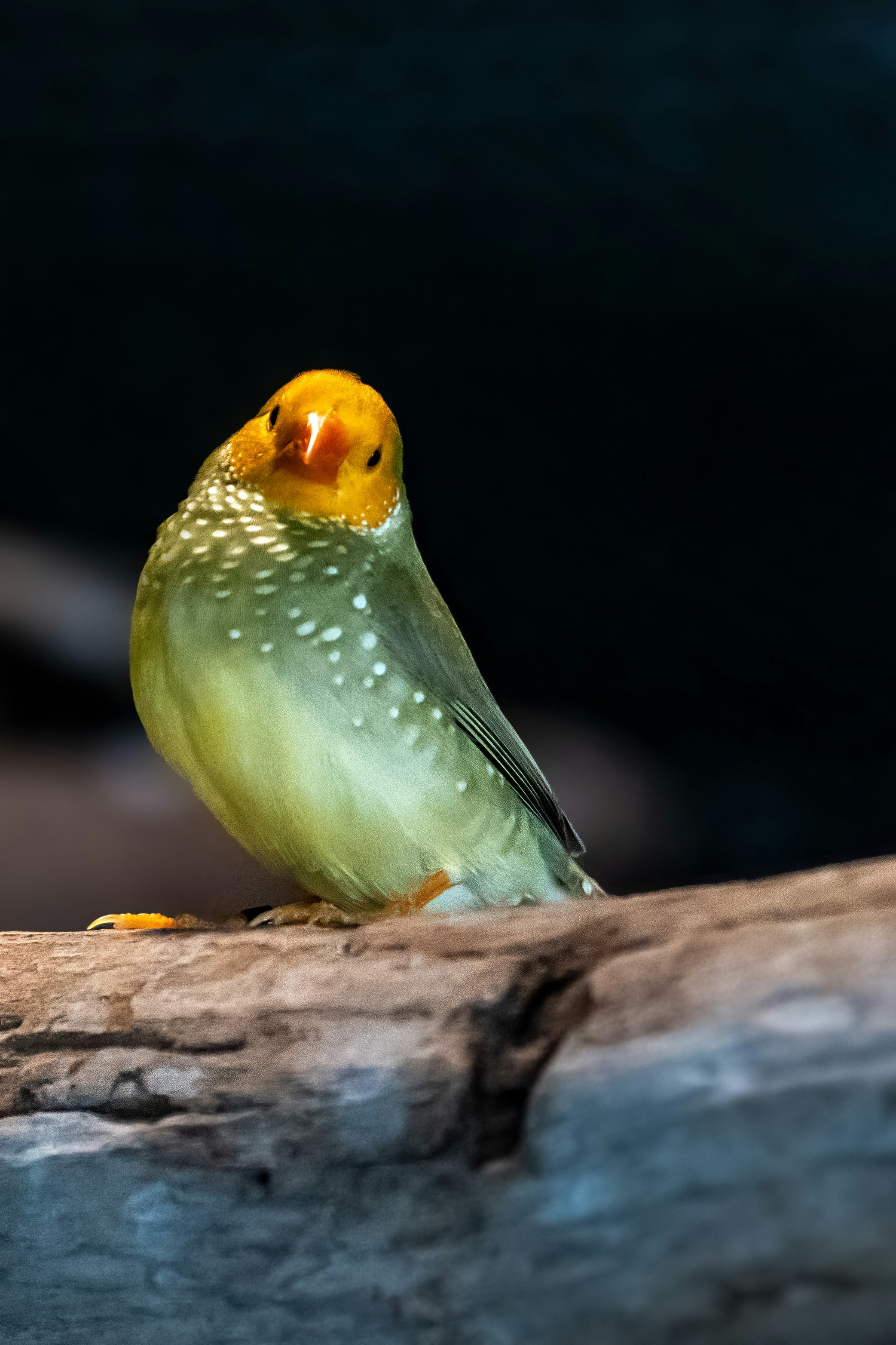 Yellow-Headed Green Parakeet Perched on Weathered Driftwood Under Velvet Night