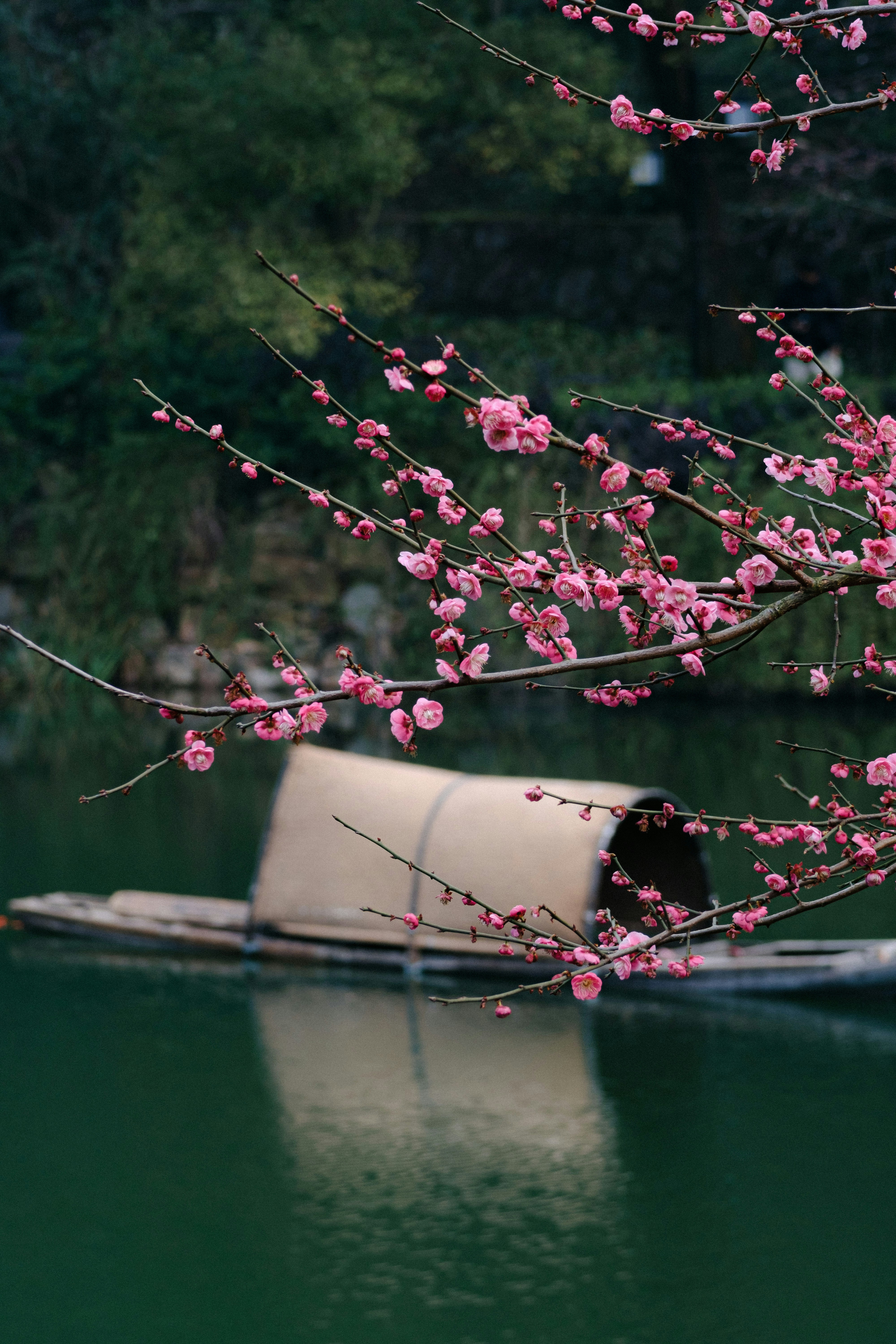 Crimson Blossoms Framing a Tranquil Canal Boat