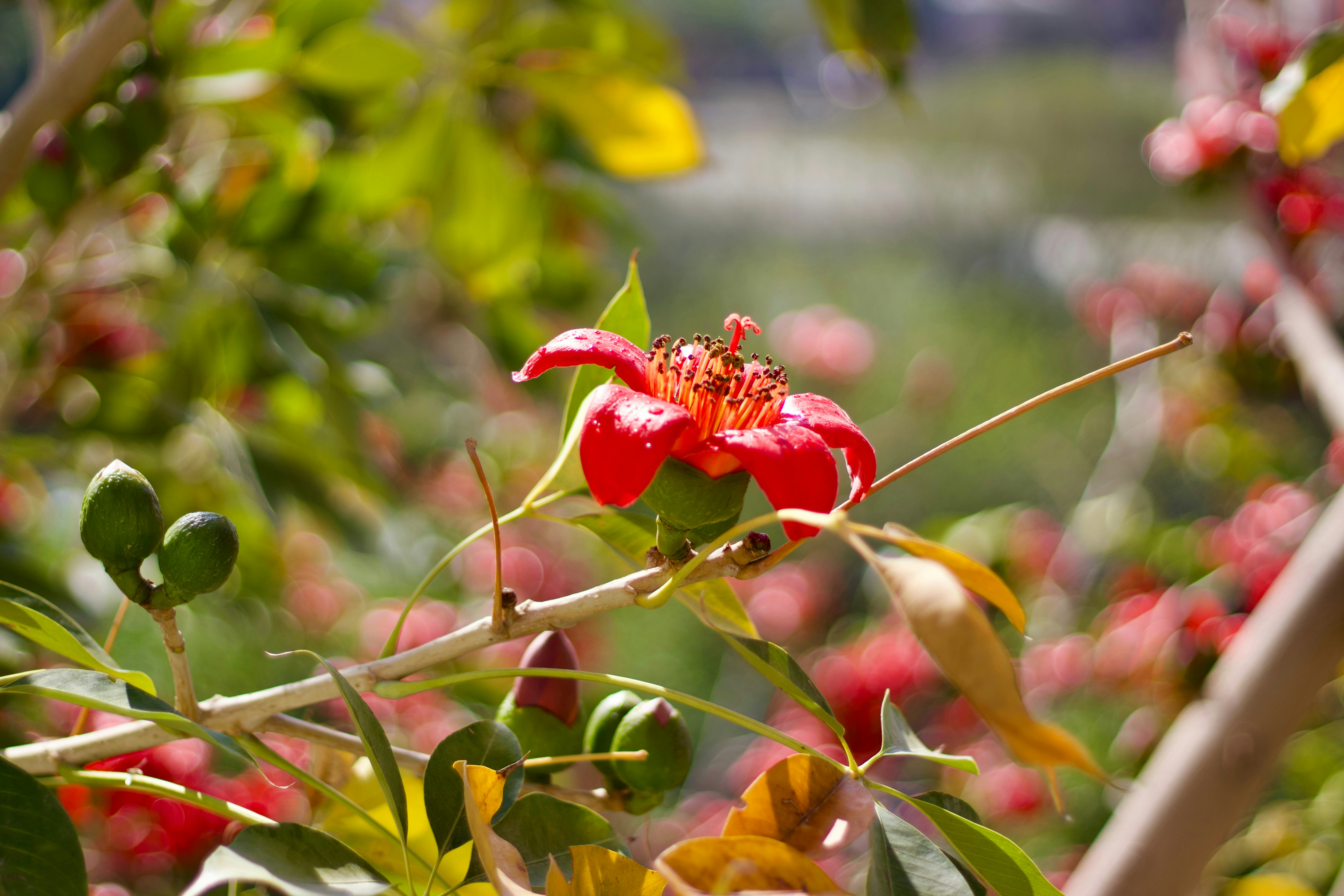 A close up of a red flower on a tree photo – Free Gurugram Image on ...