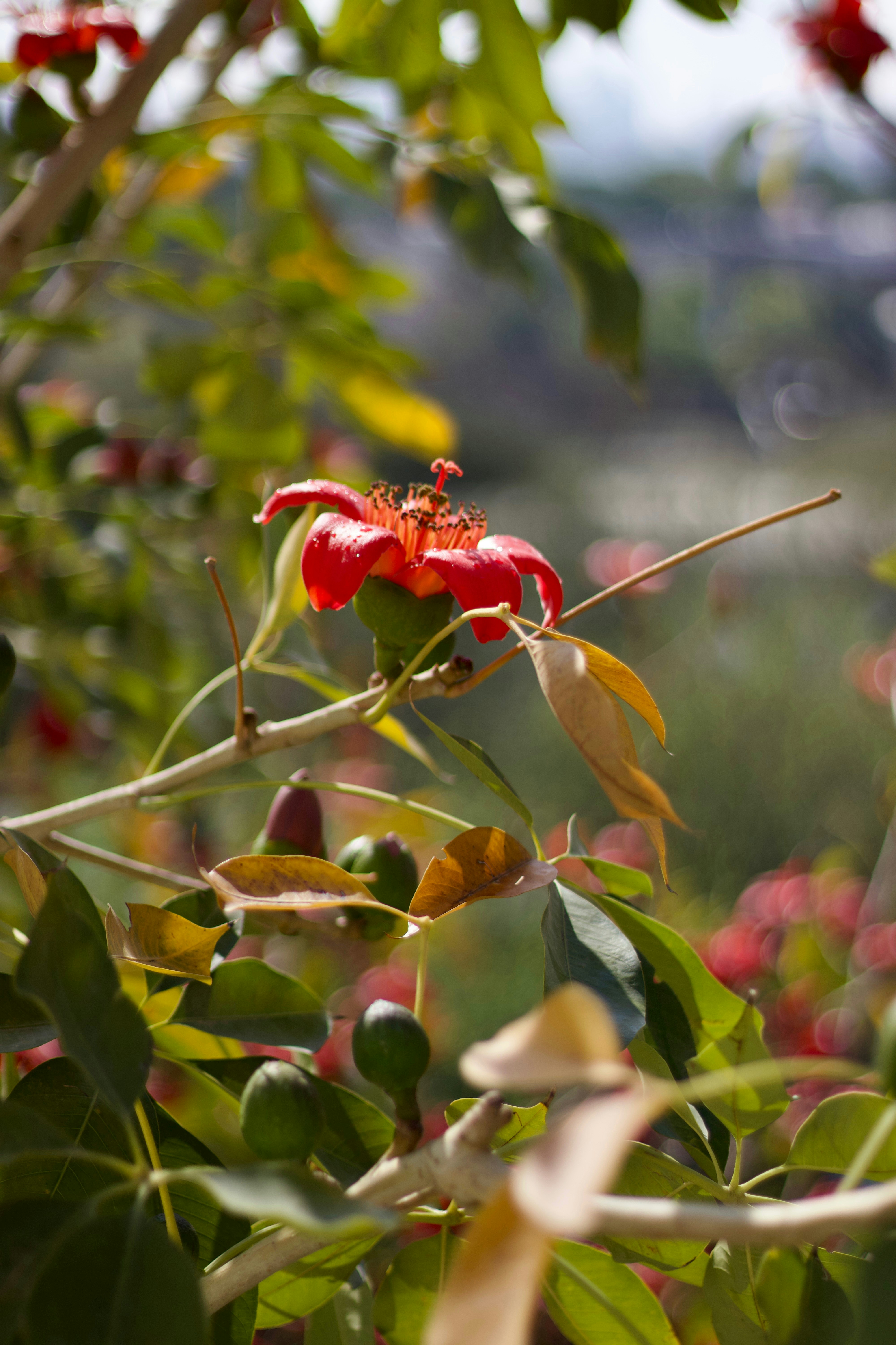 Crimson Blossom: A Red Hibiscus Reaching Toward Autumn Light