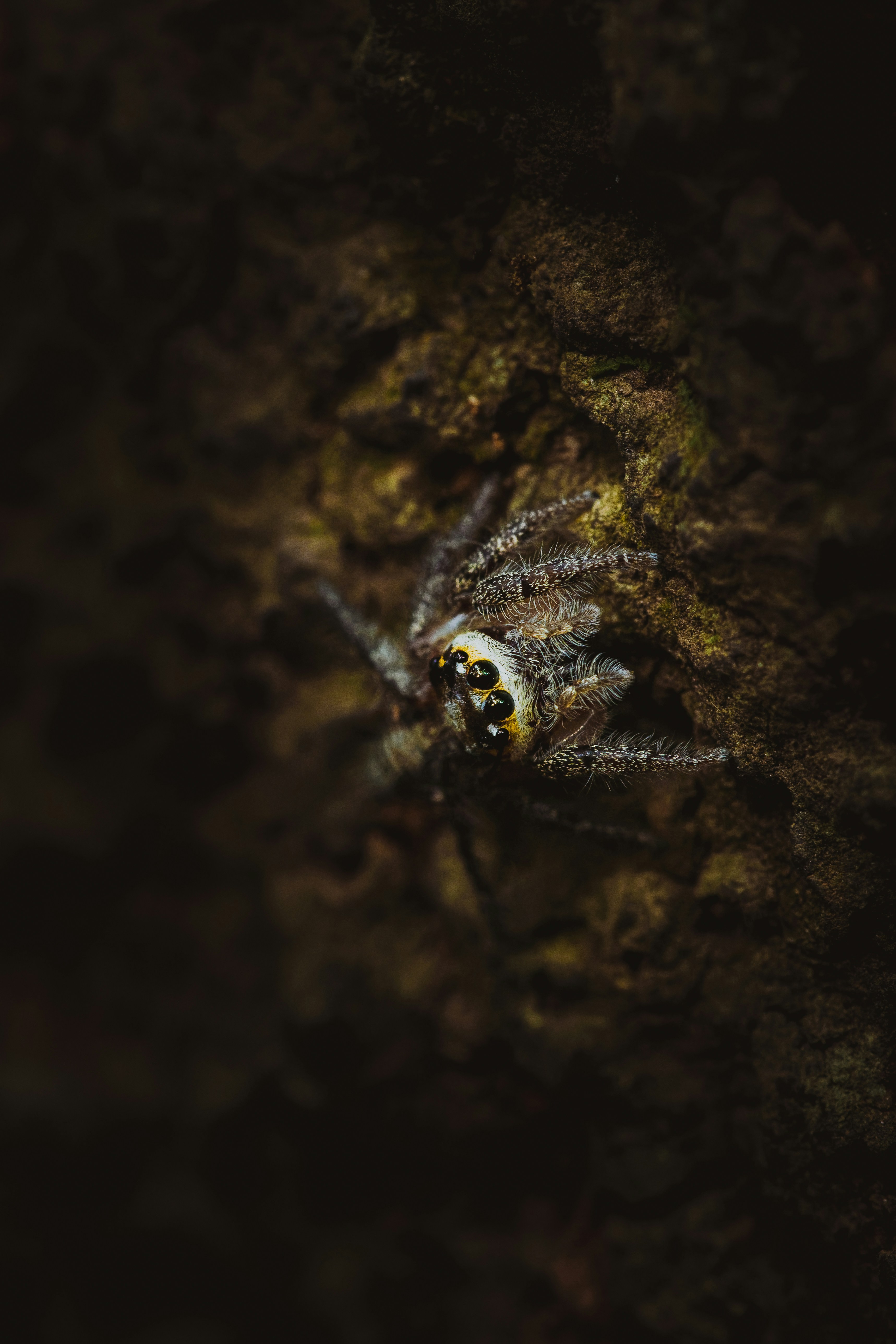 Glimmer in the Moss: A Jumping Spider in a Dark Crevice