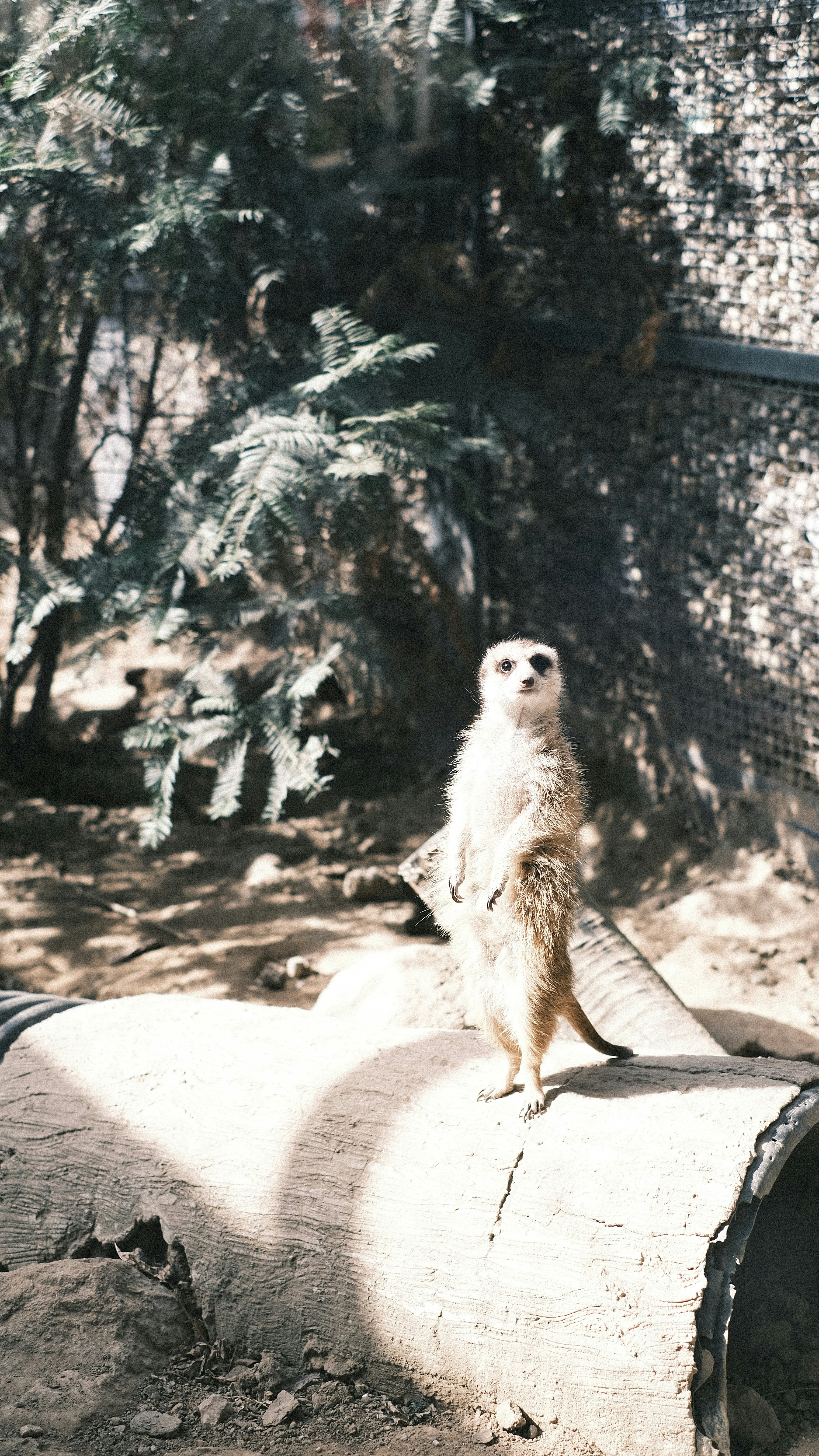 a small meerkat standing on top of a log