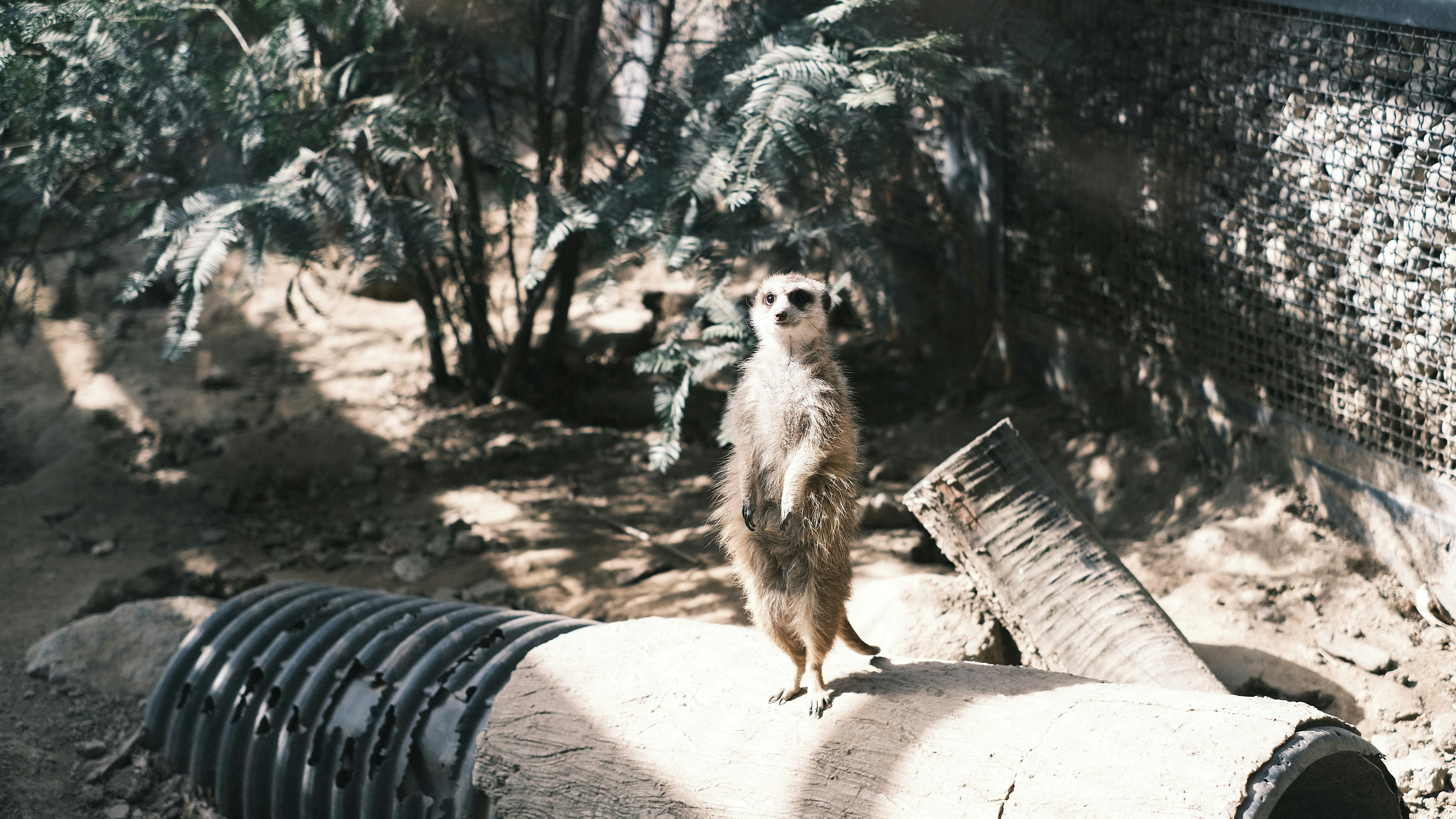 Sunlit Sentinel: Meerkat on a Curved Pipe in a Shaded Enclosure