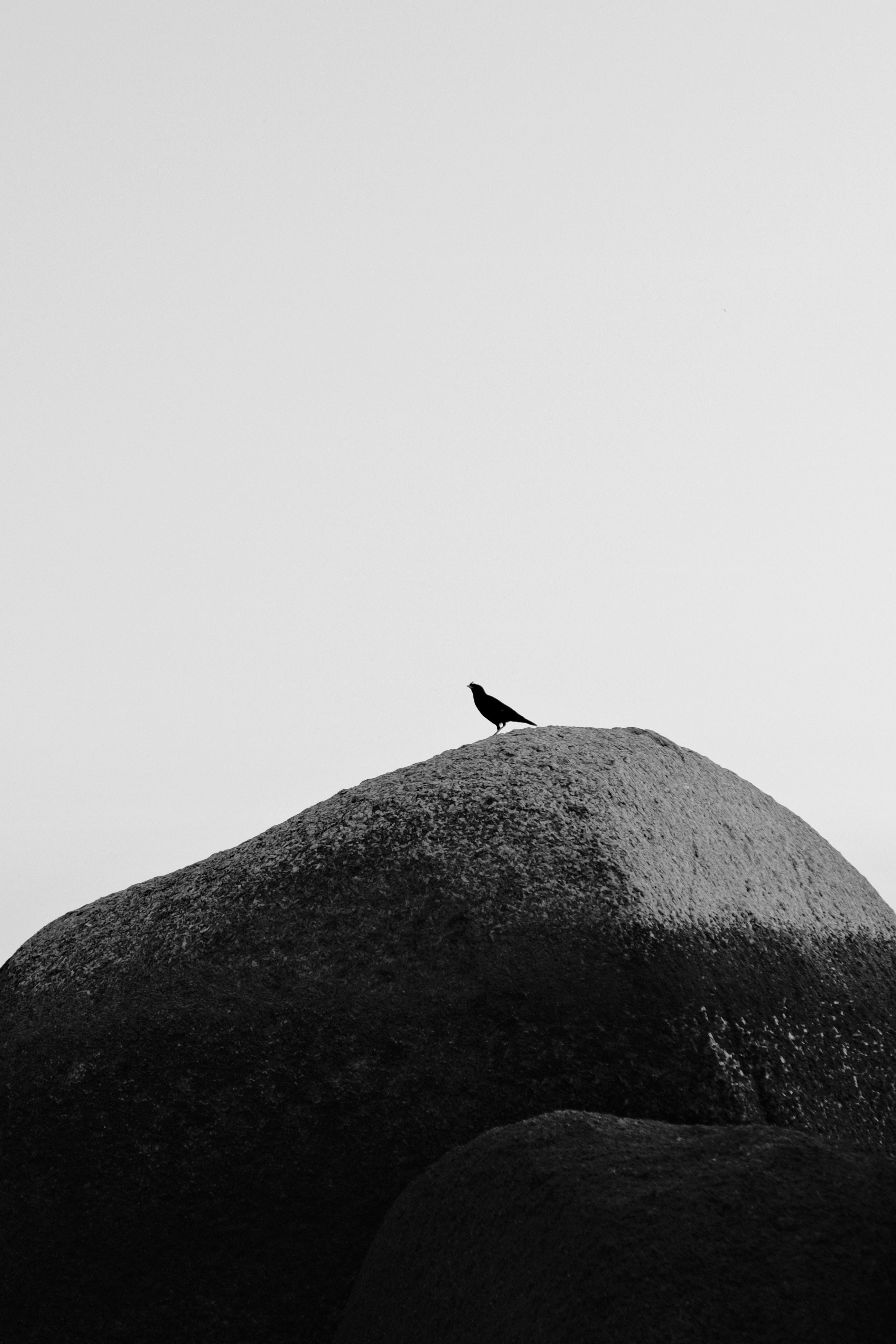 Silhouette on Summit: A lone bird crowns a rugged boulder