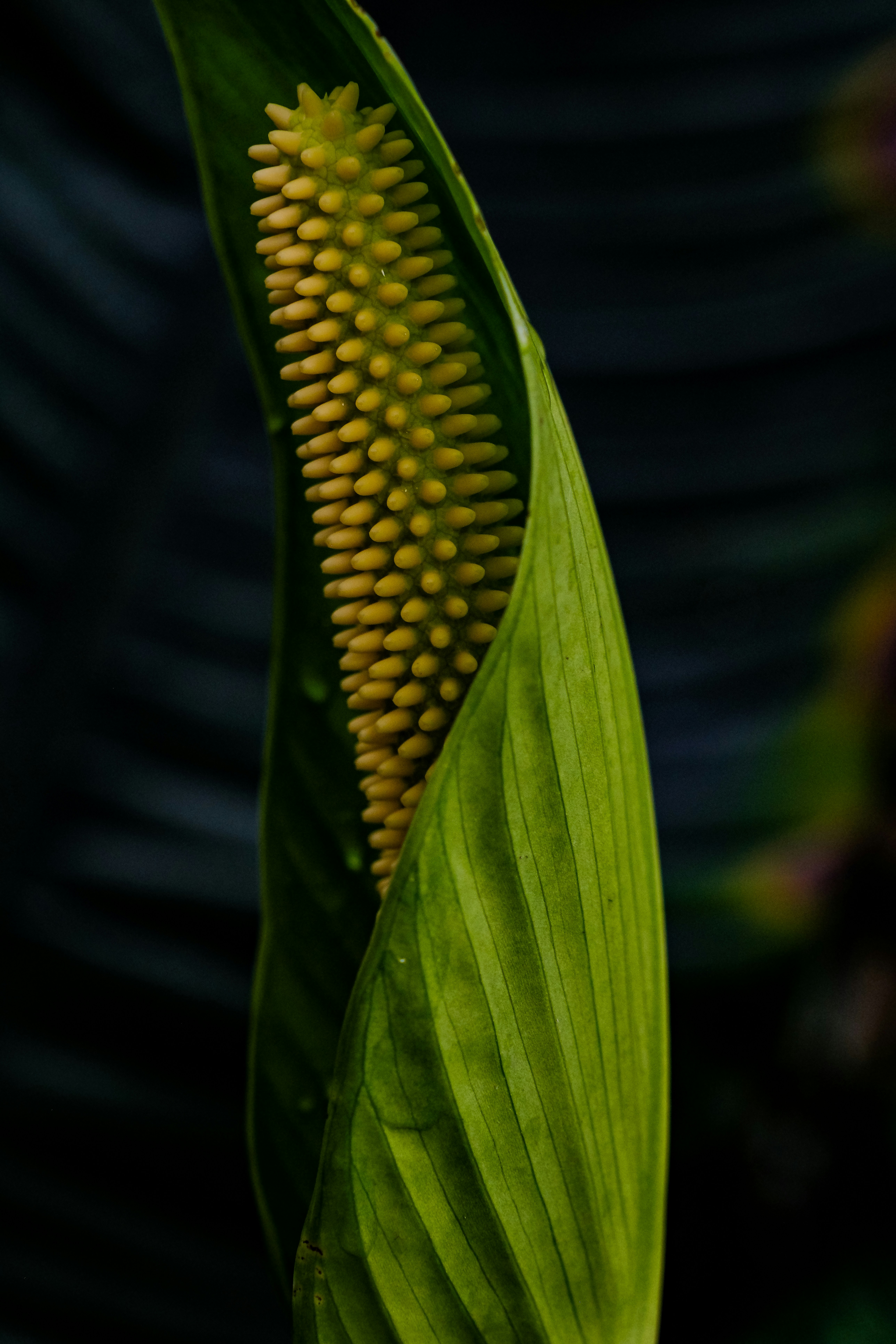 Beaded Green: Macro Portrait of a Leaf-Guarded Inflorescence