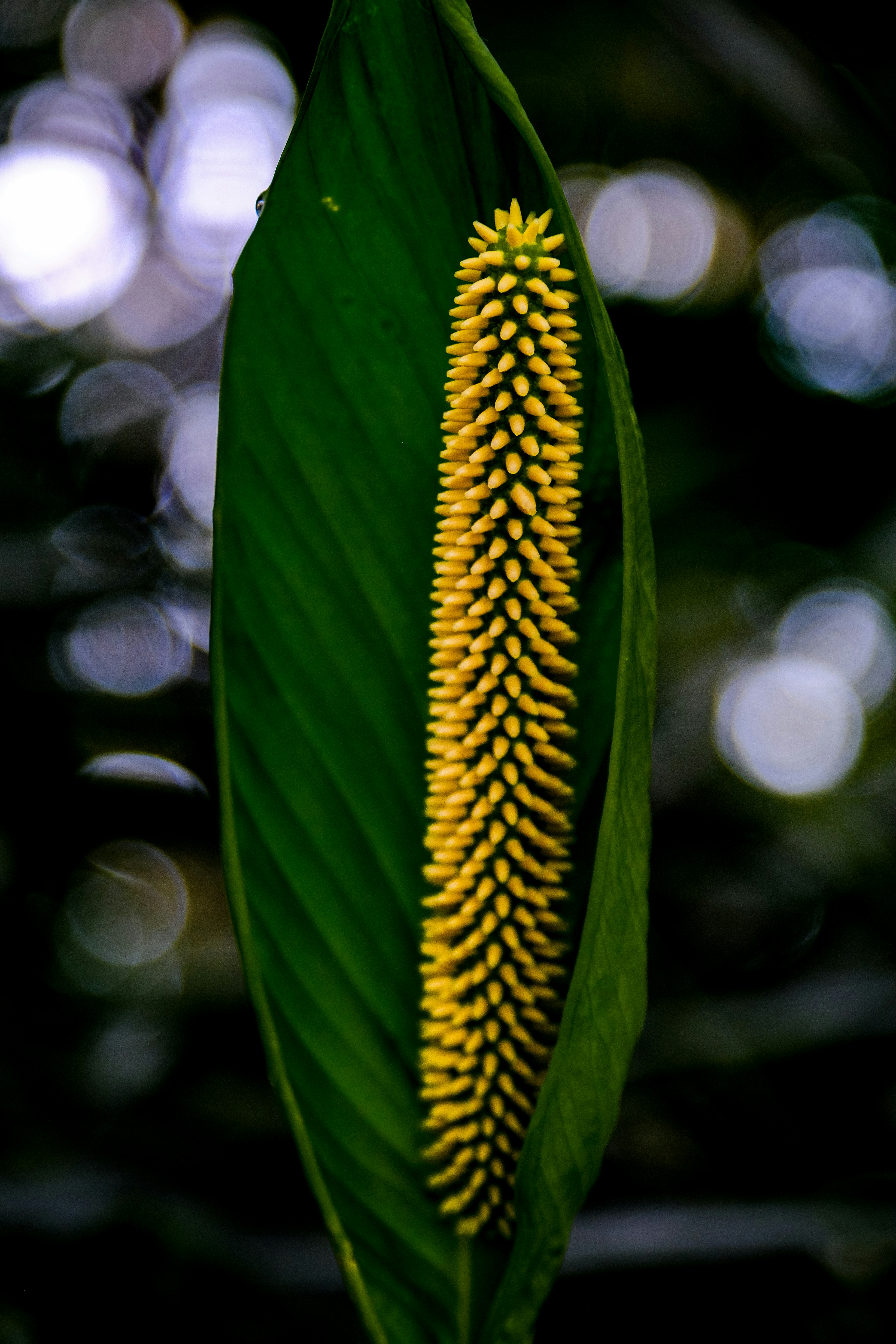 Golden Spike on a Quiet Green Leaf
