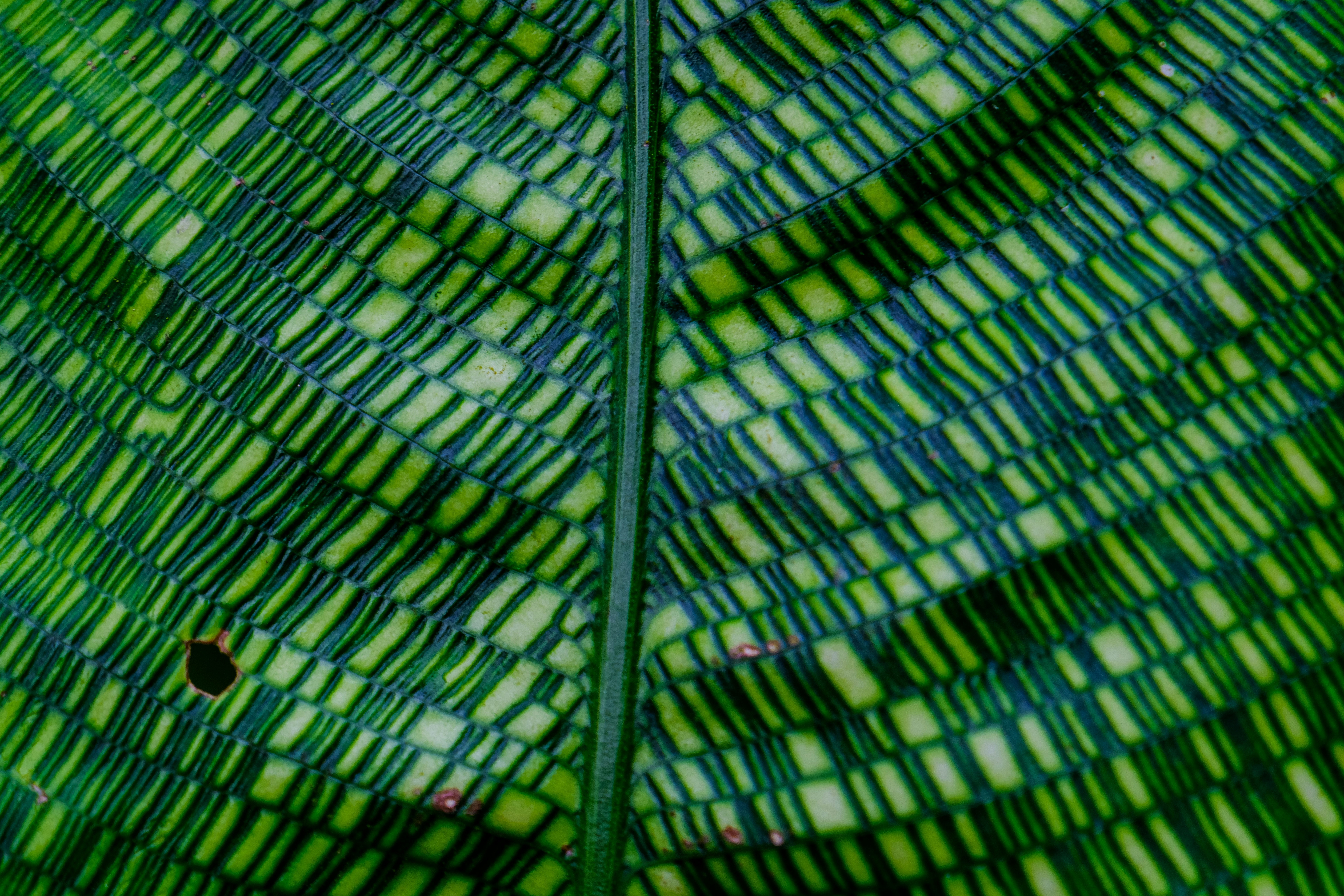 Verdant Lattice: Macro Close-Up of Leaf Veins and a Lone Hole