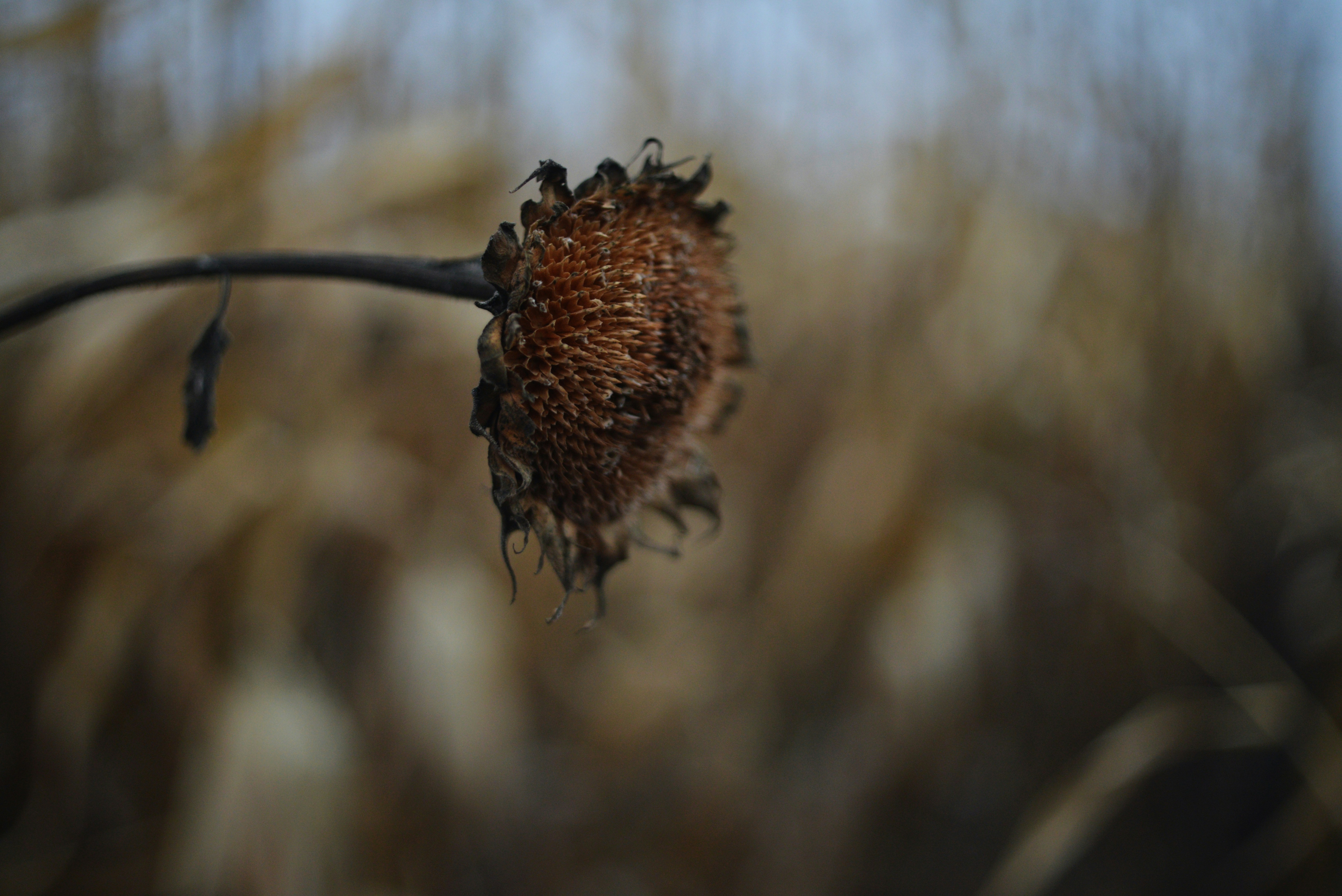 A close up of a dead flower in a field photo – Free Wildflowers Image ...