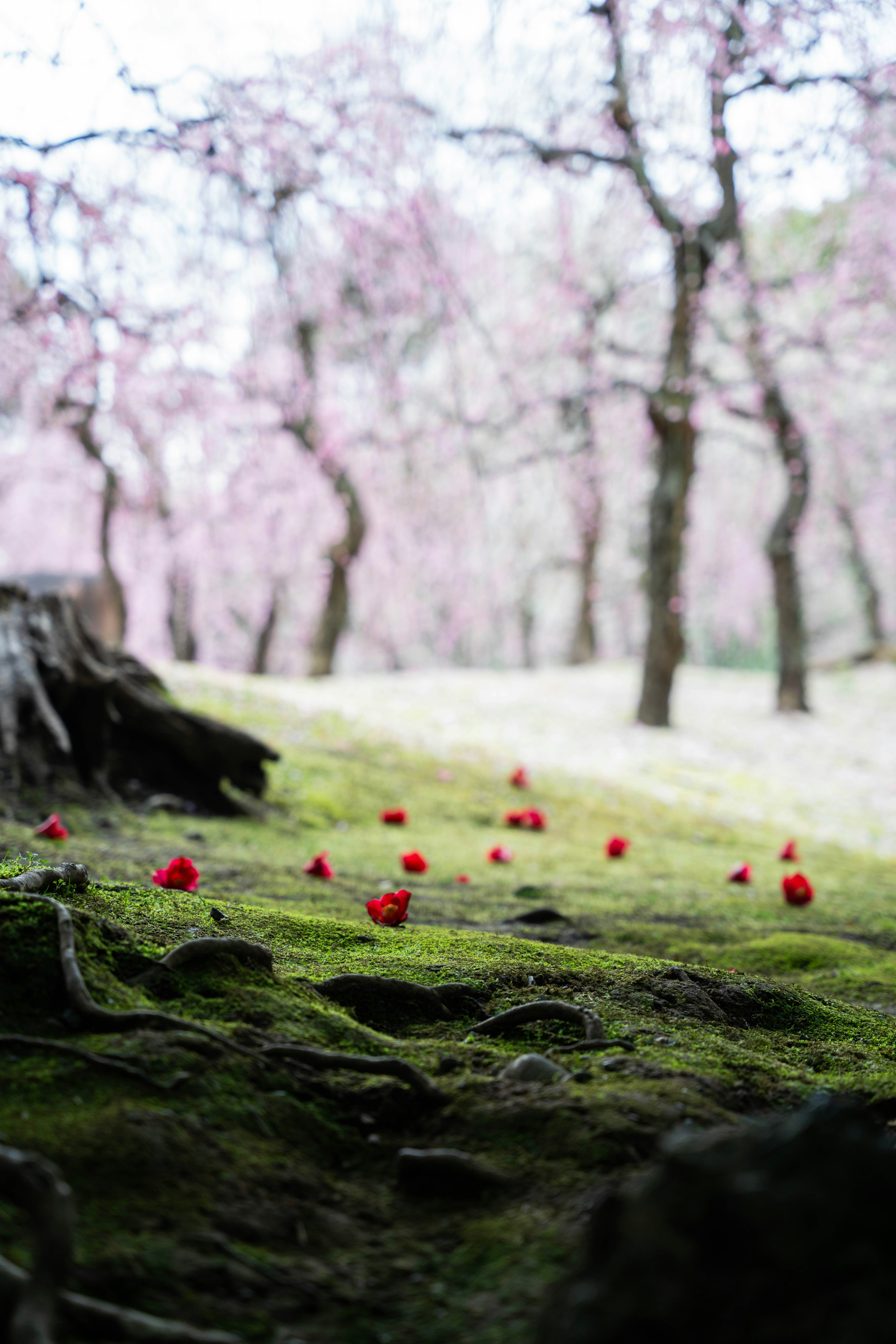 Petal Trails on Moss: Dreamy Cherry Orchard in Bloom