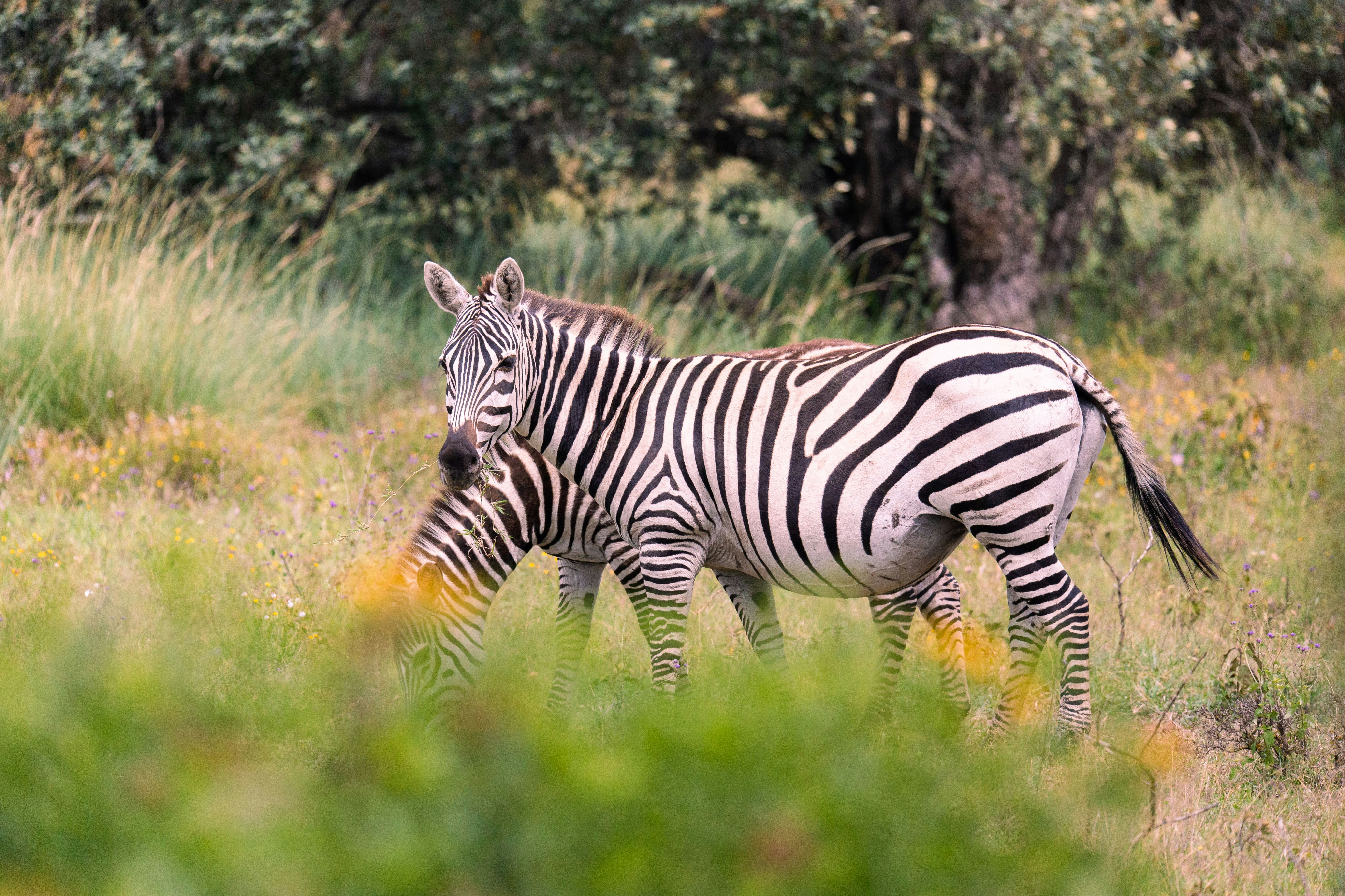 Zebra standing amidst tall grass with a backdrop of lush greenery.