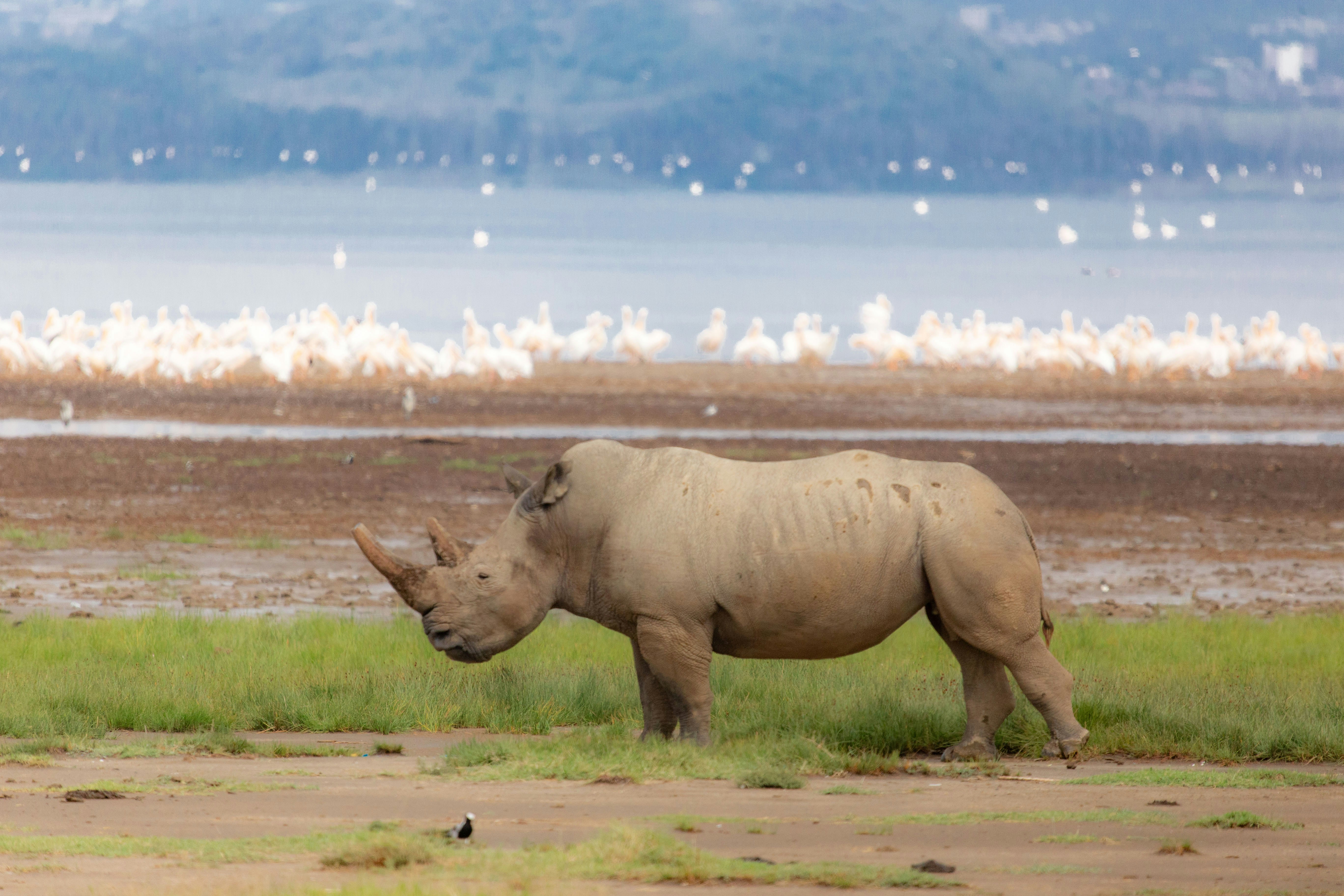 Horned Sentinel at the Lake's Edge: A Rhino Pauses on the Mudflats