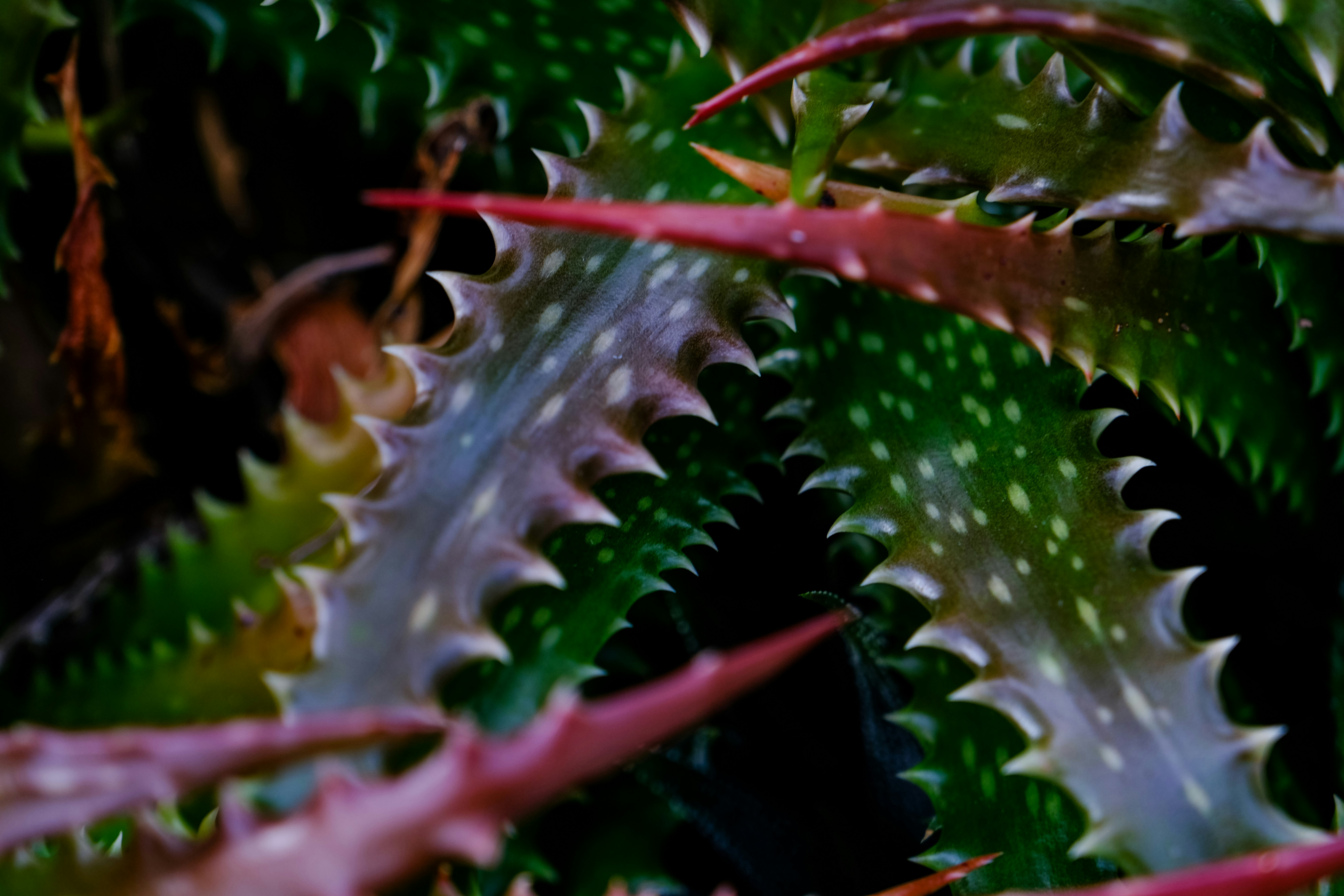 Crimson-tipped Spines: Macro Portrait of Succulent Armor