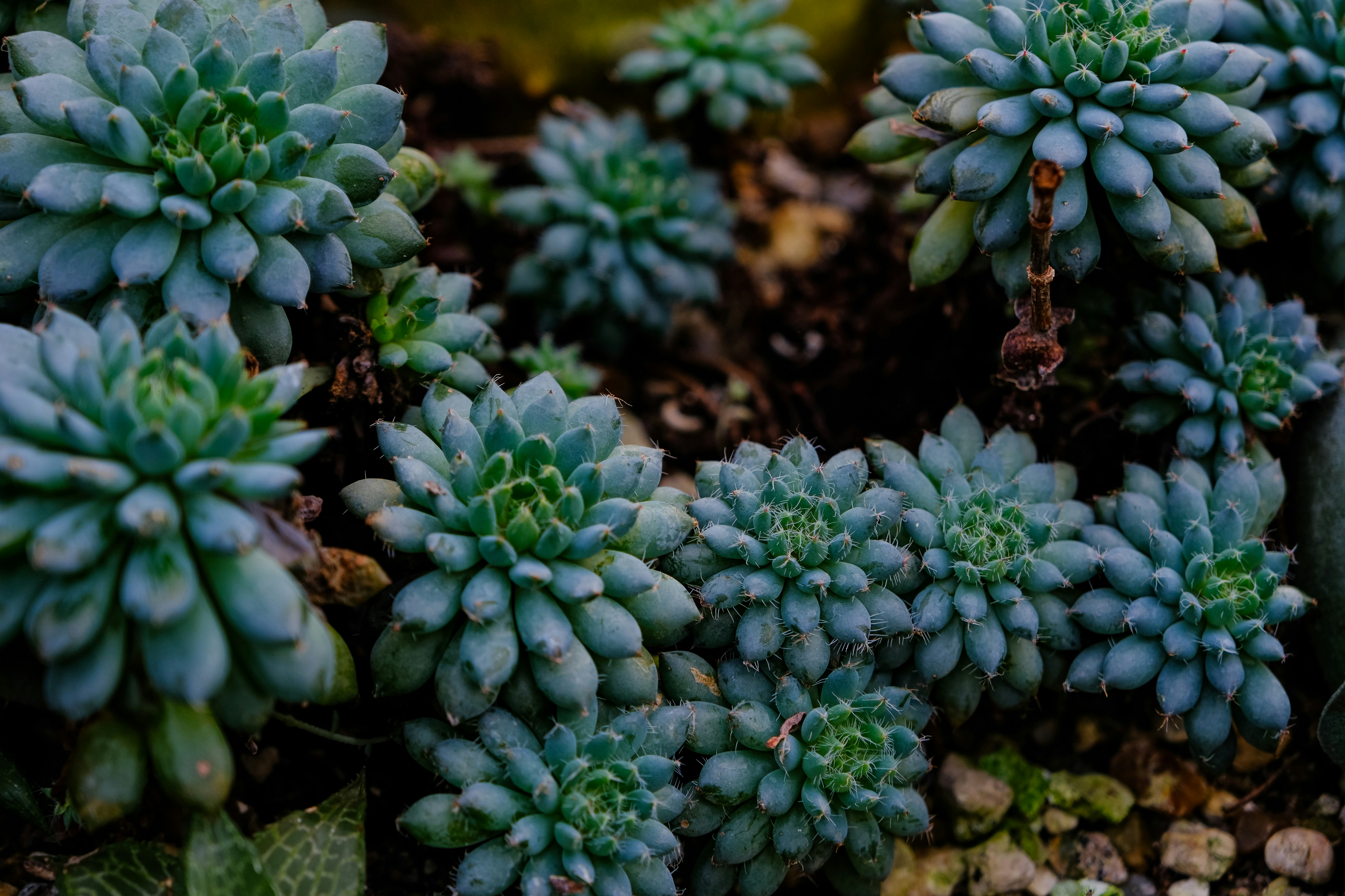 A group of succulents growing in a garden photo – Free Botanical garden ...