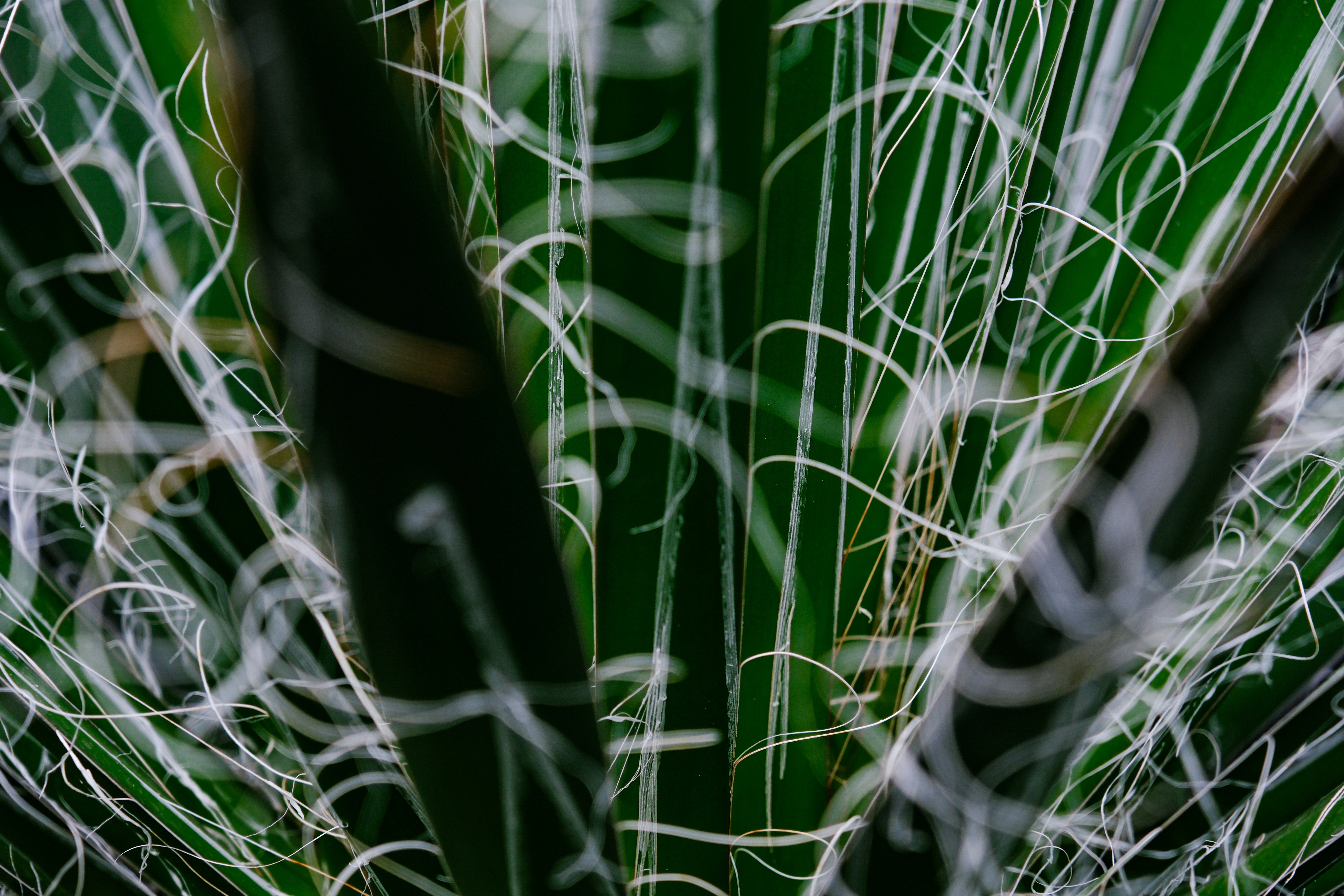 Close-up Portrait of Silky White Spines Entwined with Dark Green Cactus Ribs