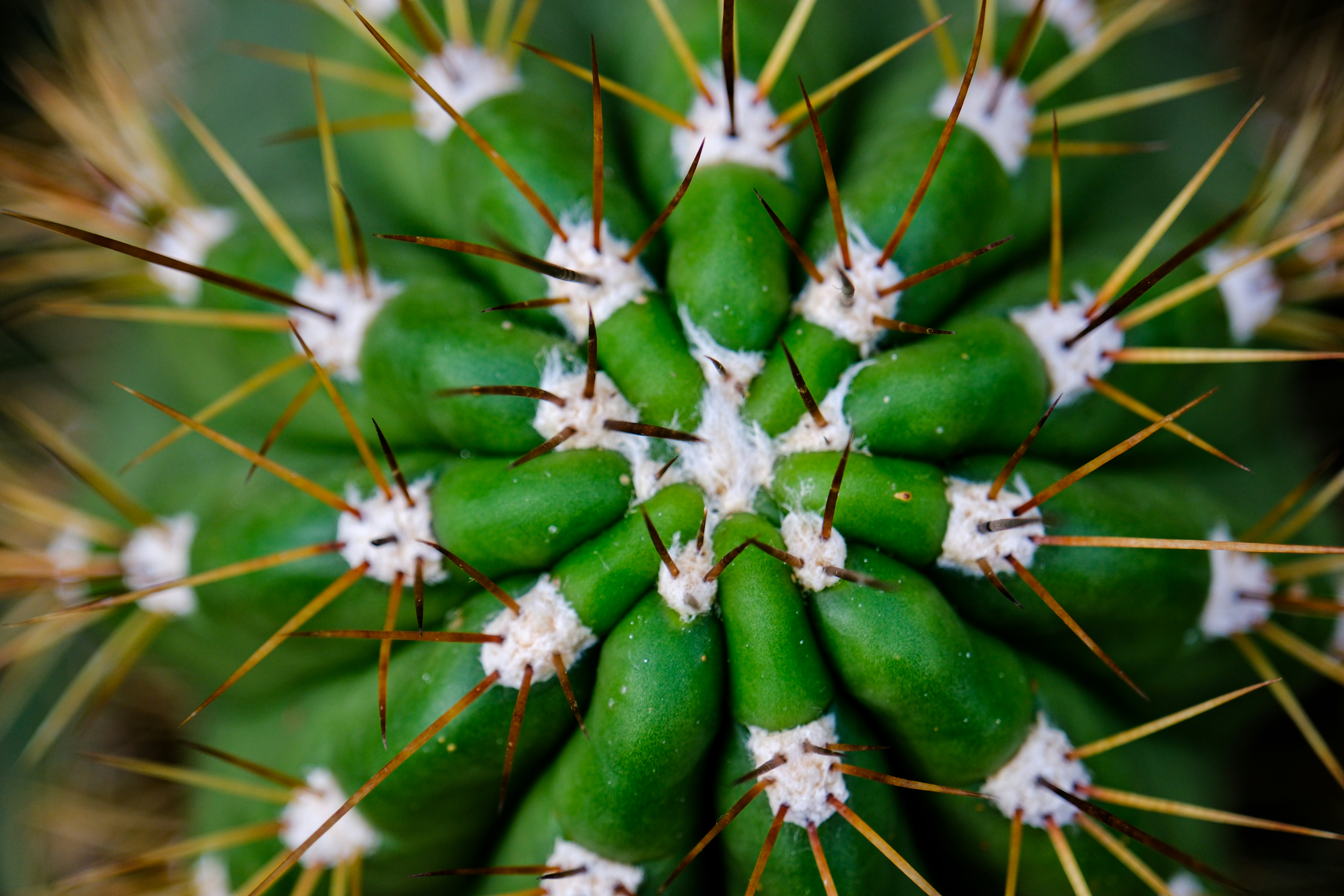 Radial Green: Macro Portrait of a Cactus Center