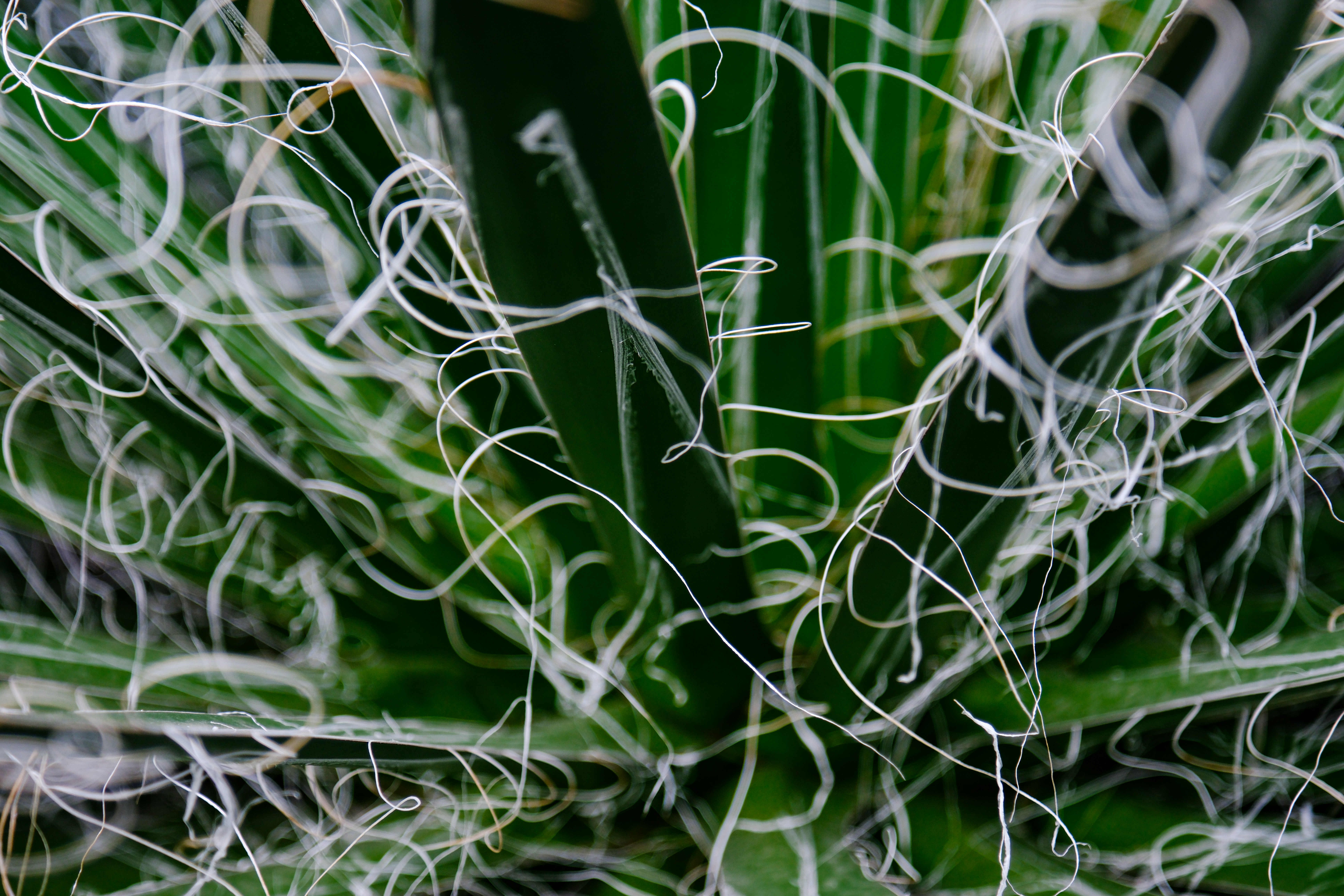 Entangled Spikes and Silver Threads: Macro View of a Green Succulent