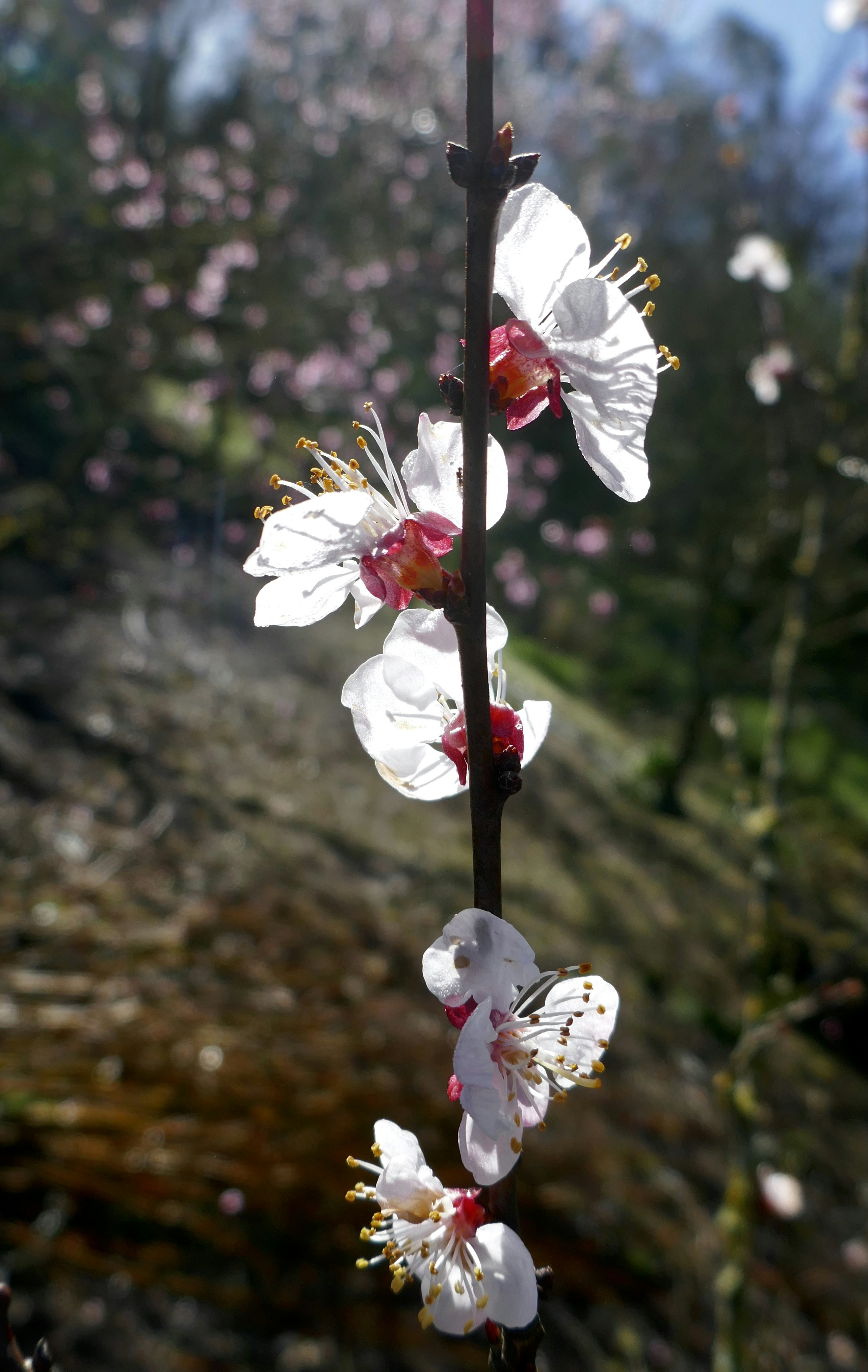 C'est le printemps pour l'abricotier Rouges Jardins Guy Grandjean