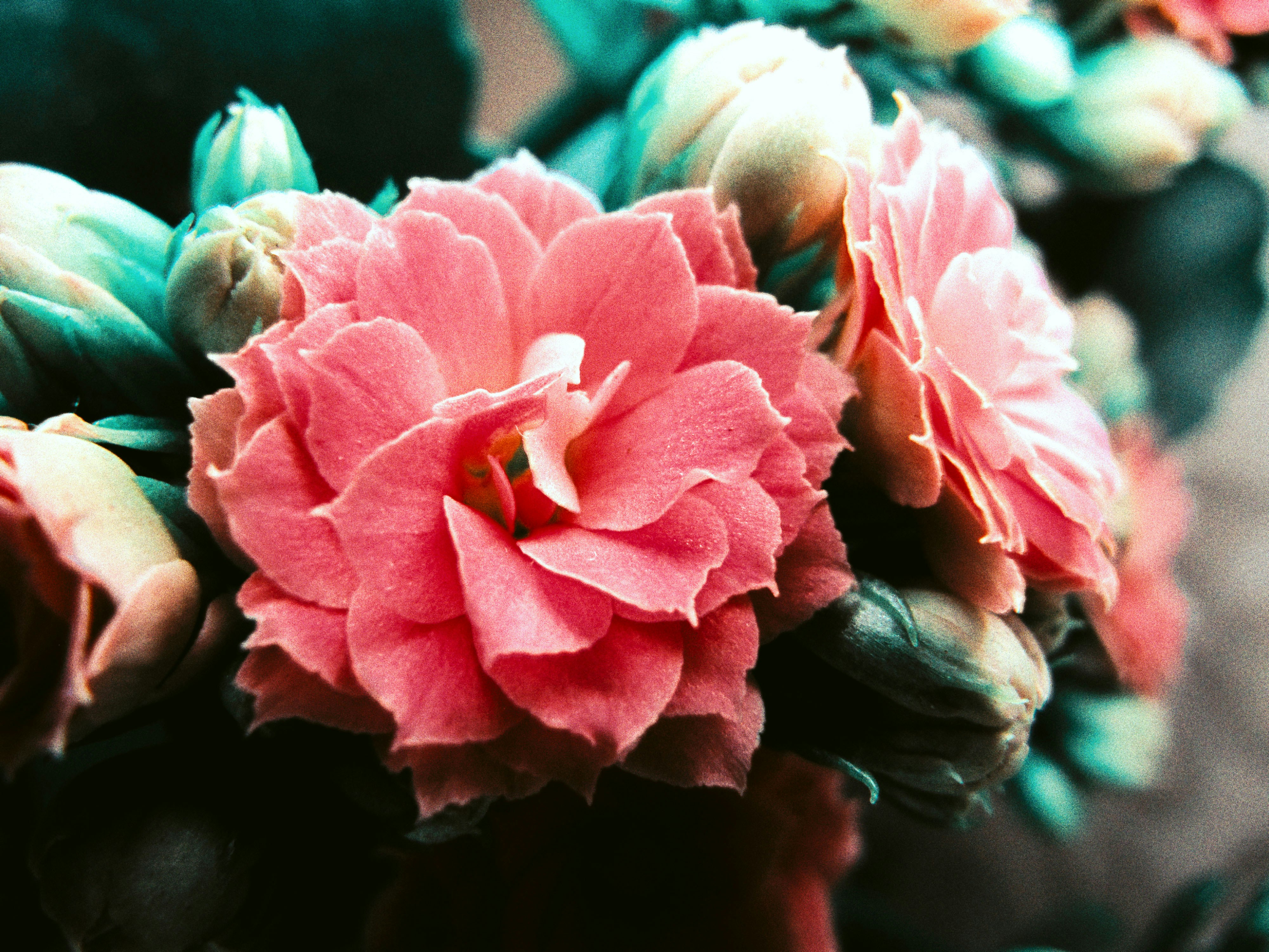 Macro photograph of pink carnation blooms with teal-green buds against a muted background. Emphasizes petal texture and rich color in a natural floral arrangement.