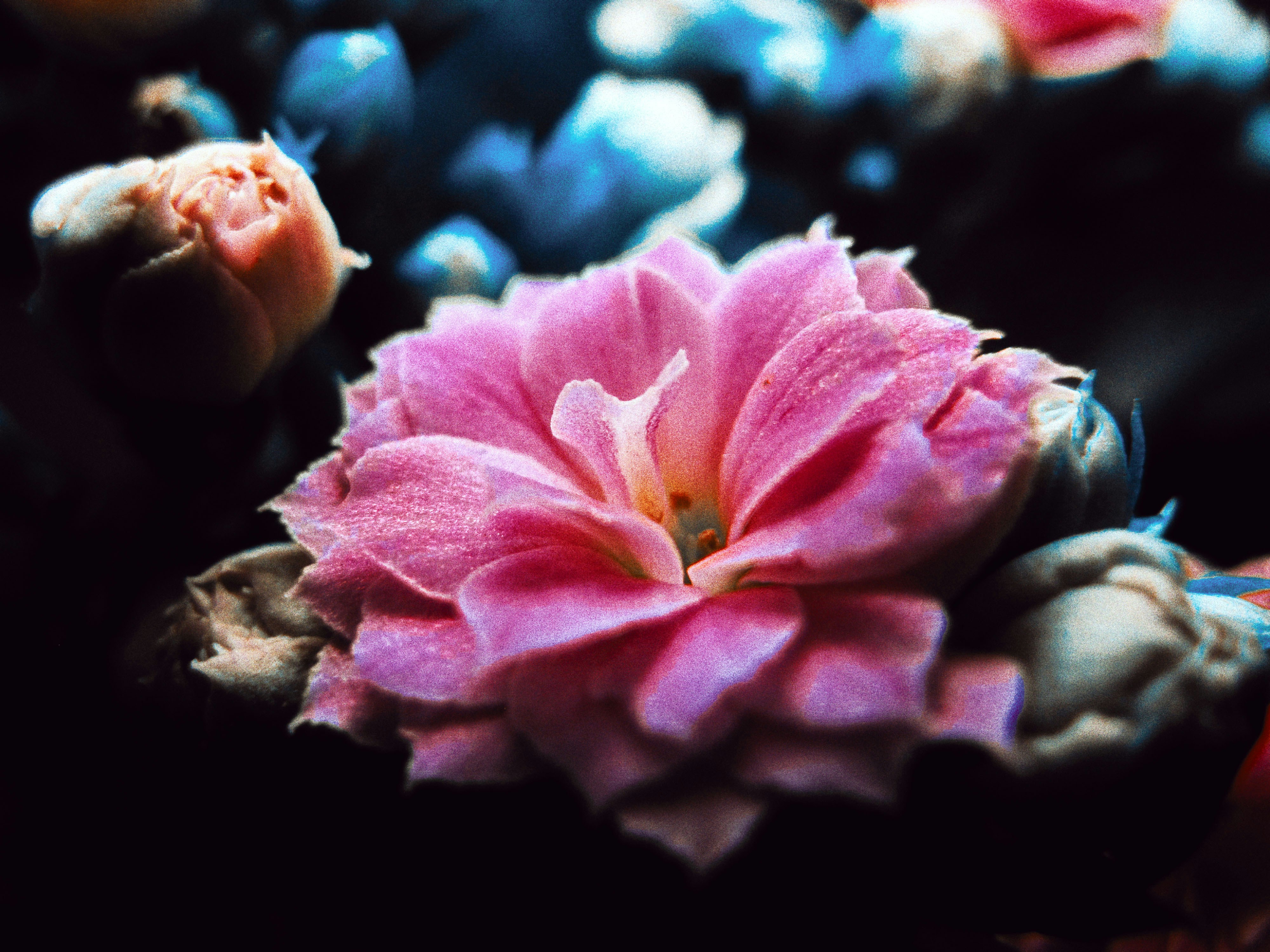Petals in Focus: A Pink Bloom Surrounded by Buds in Velvet Darkness