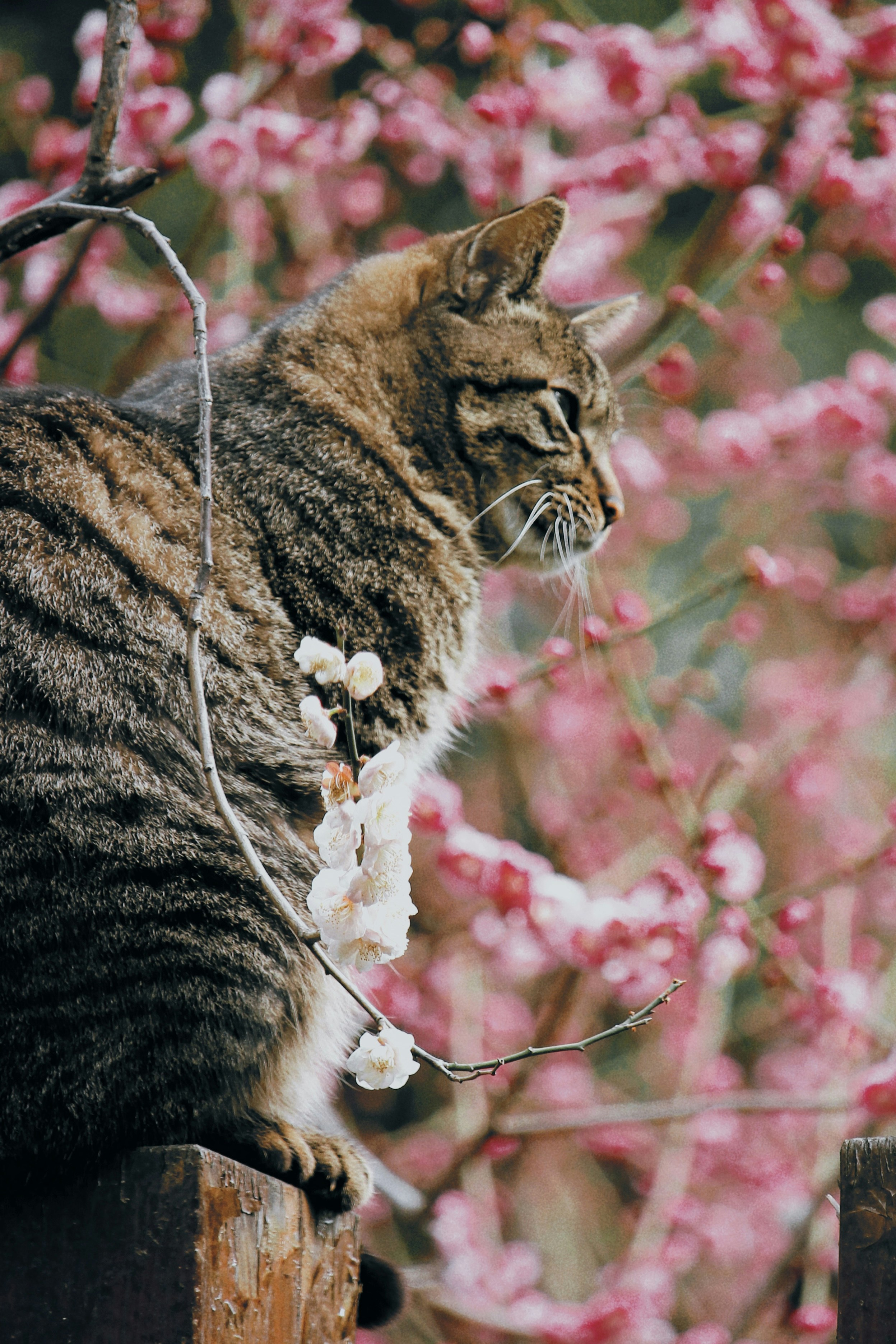 Tabby Sentinel on Weathered Wood Amid Spring Blush