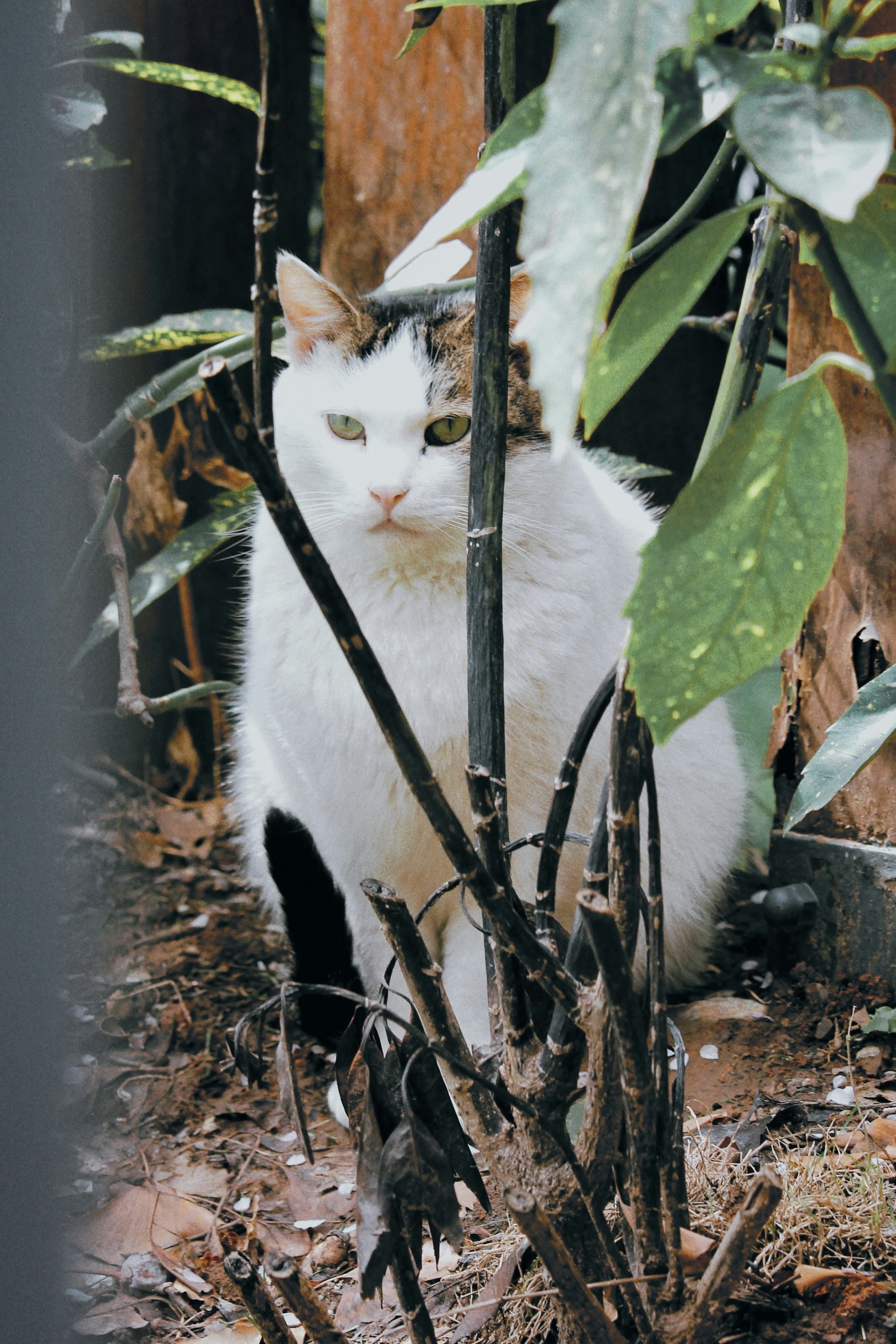 Whiskers Behind the Iron Veil: A Quiet Garden Gaze