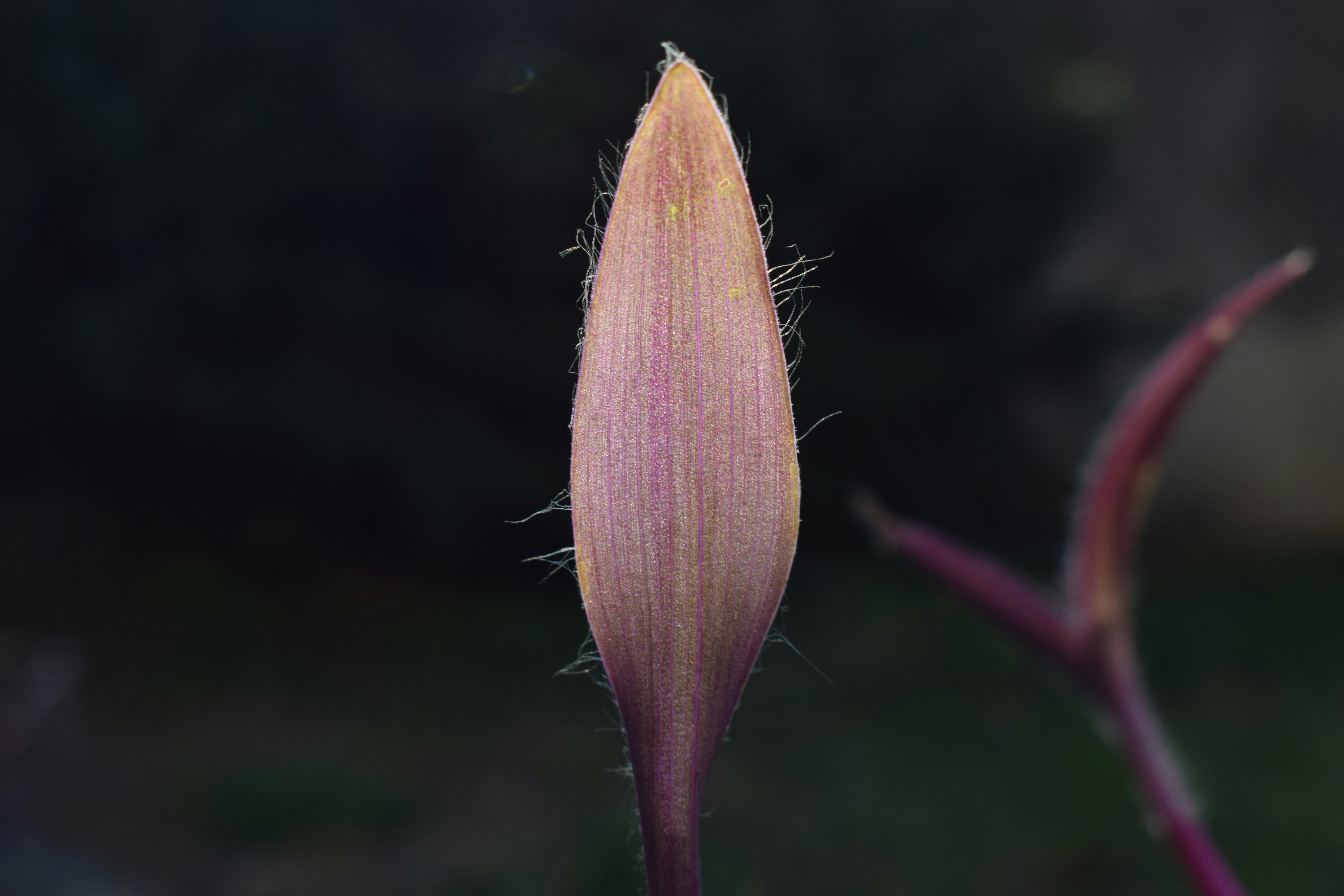 Filigree of Purple: A Macro Portrait of a Singular Bud