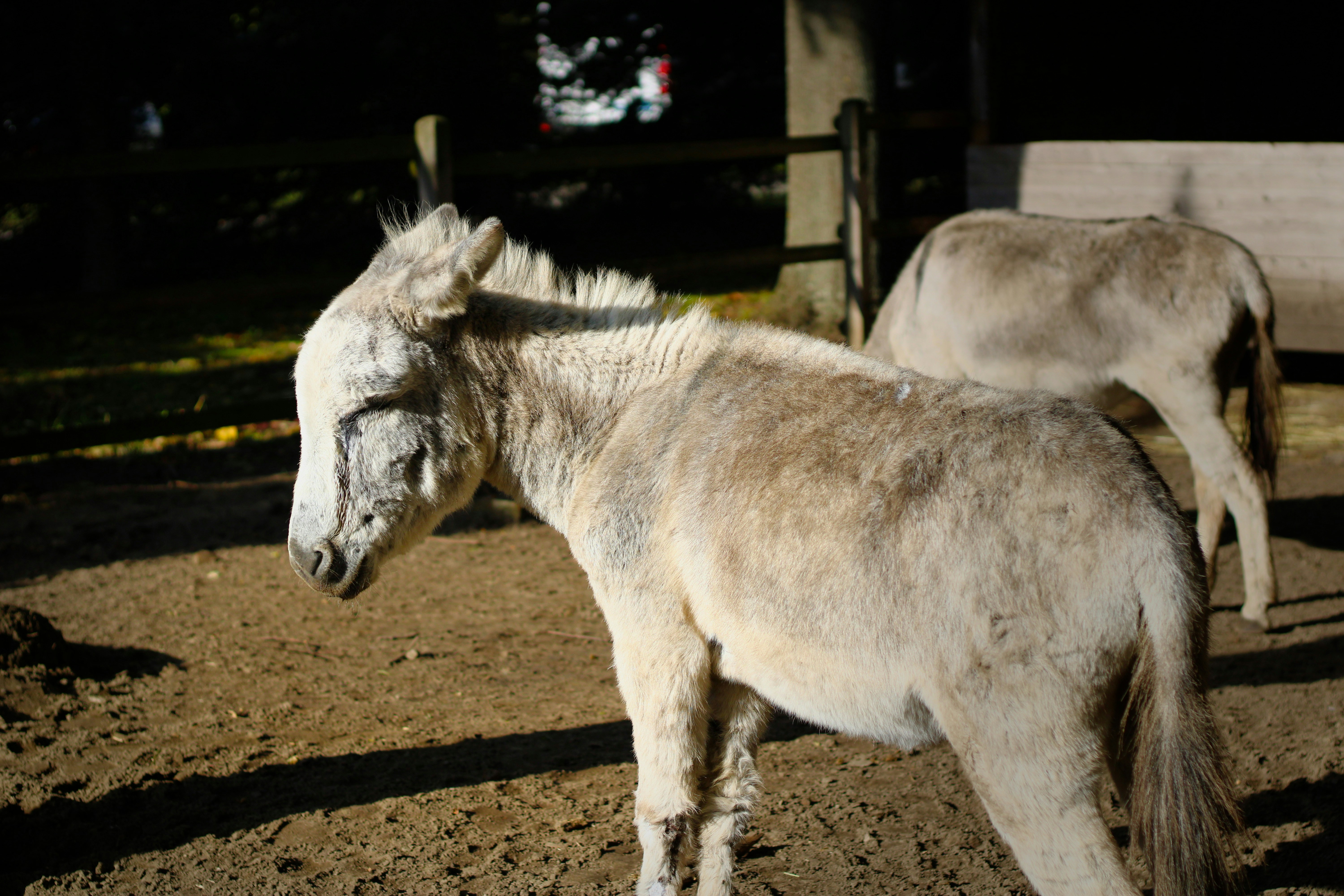 A white horse standing on top of a dirt field photo – Free Donkey Image on Unsplash