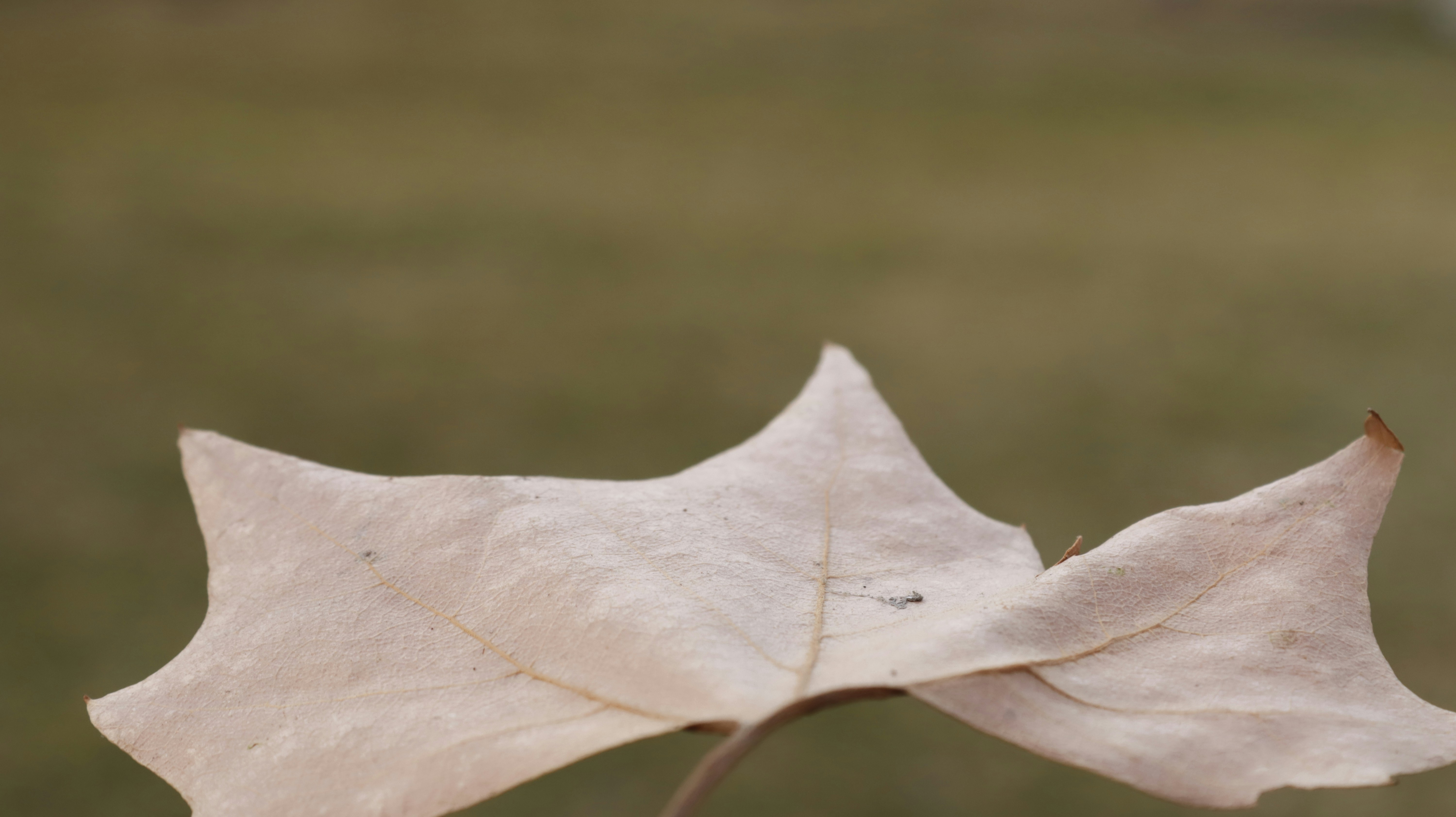 Edge of Quiet: a lone dried leaf in soft focus