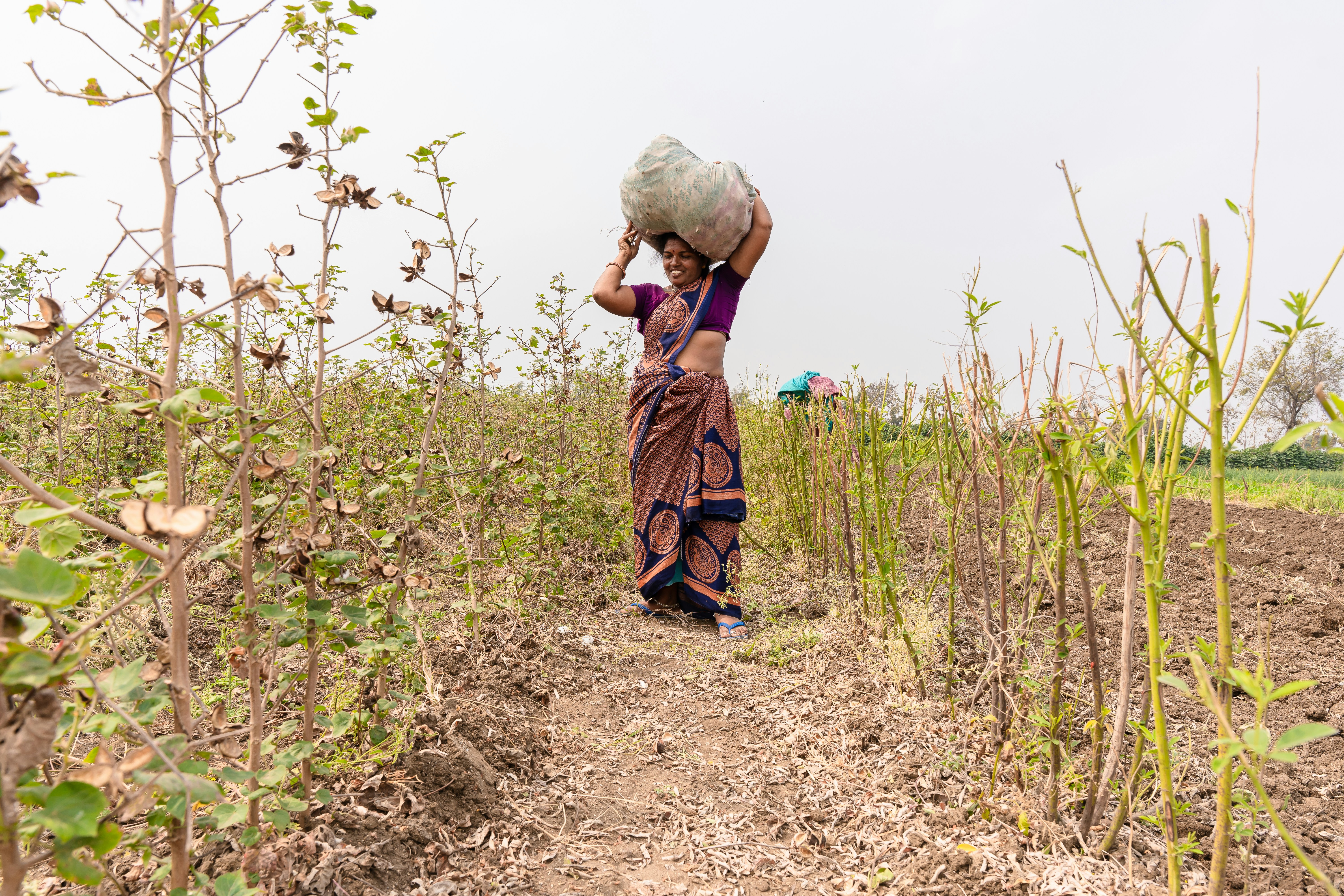 A woman carrying a sack over her head in a field photo – Free Nagpur ...