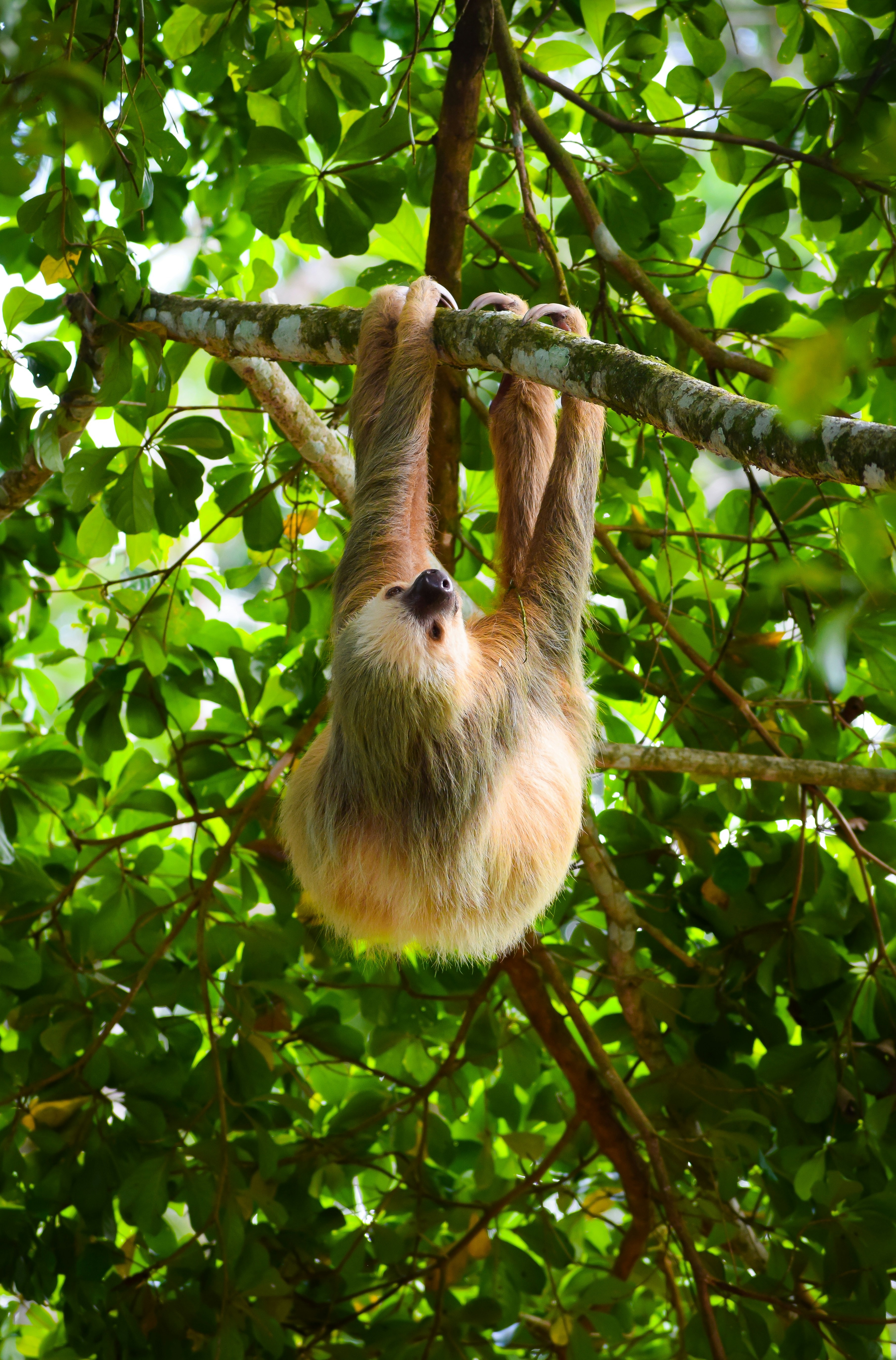 A sloth hanging upside down on a tree branch photo – Free Costa rica ...