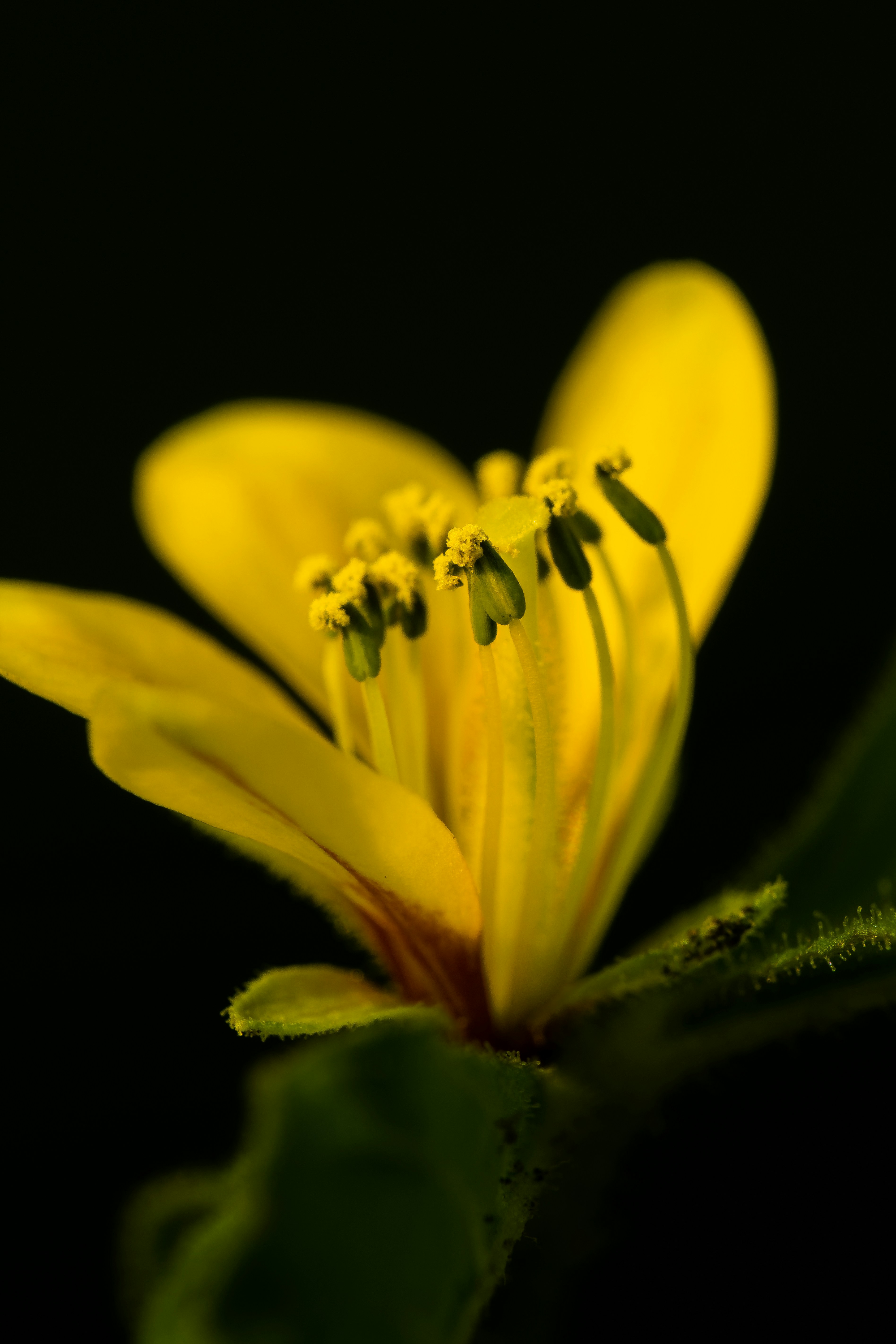 An Asian Spiderflower blooming through the darkness