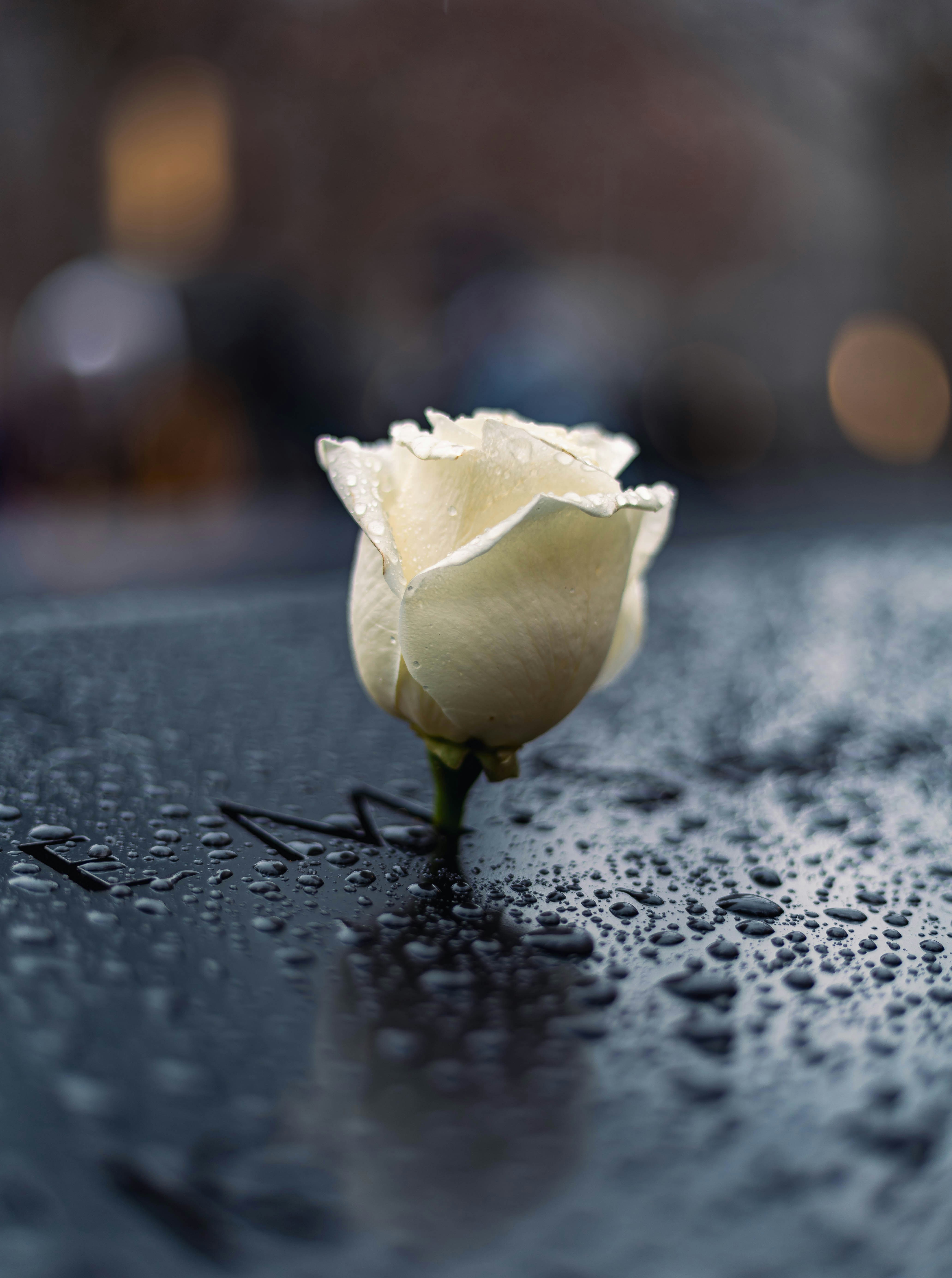 Whispers of Elegance in the Rain