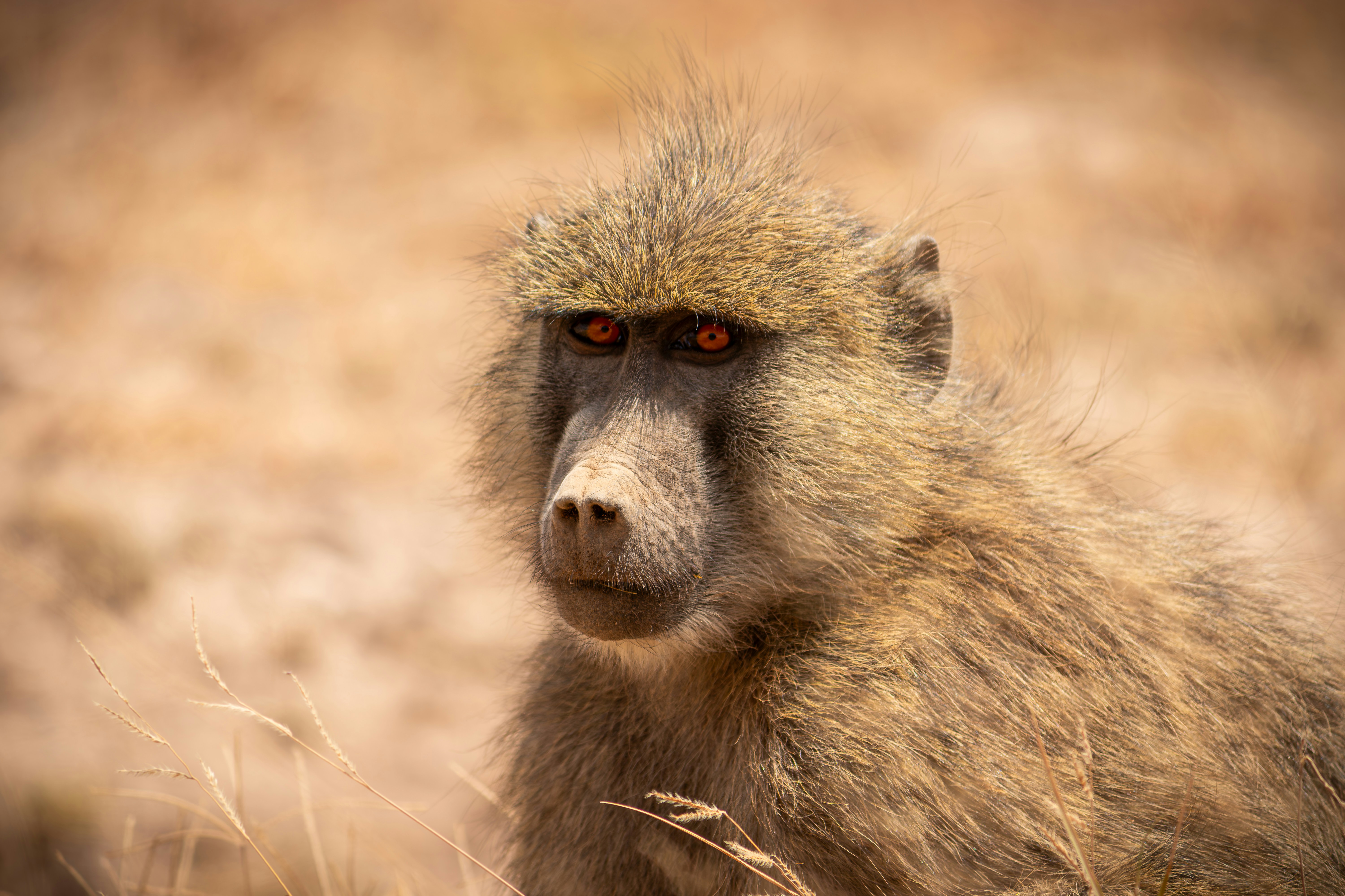 An olive baboon in the Masai Mara Reserve, Kenya | a close up of a baboon looking at the camera