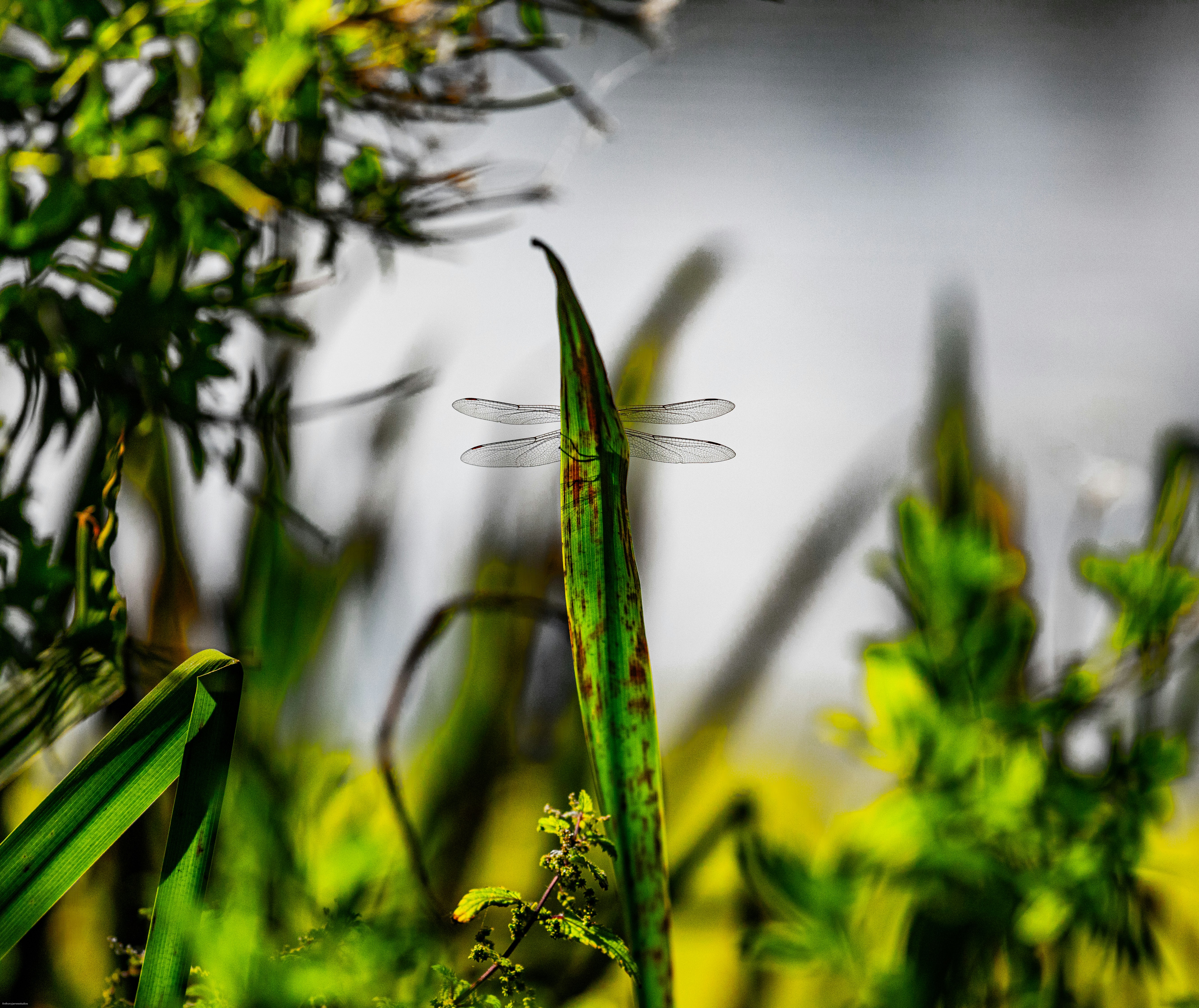 Verdant Sentinel: Dragonfly perched on a grass blade by the tranquil shoreline