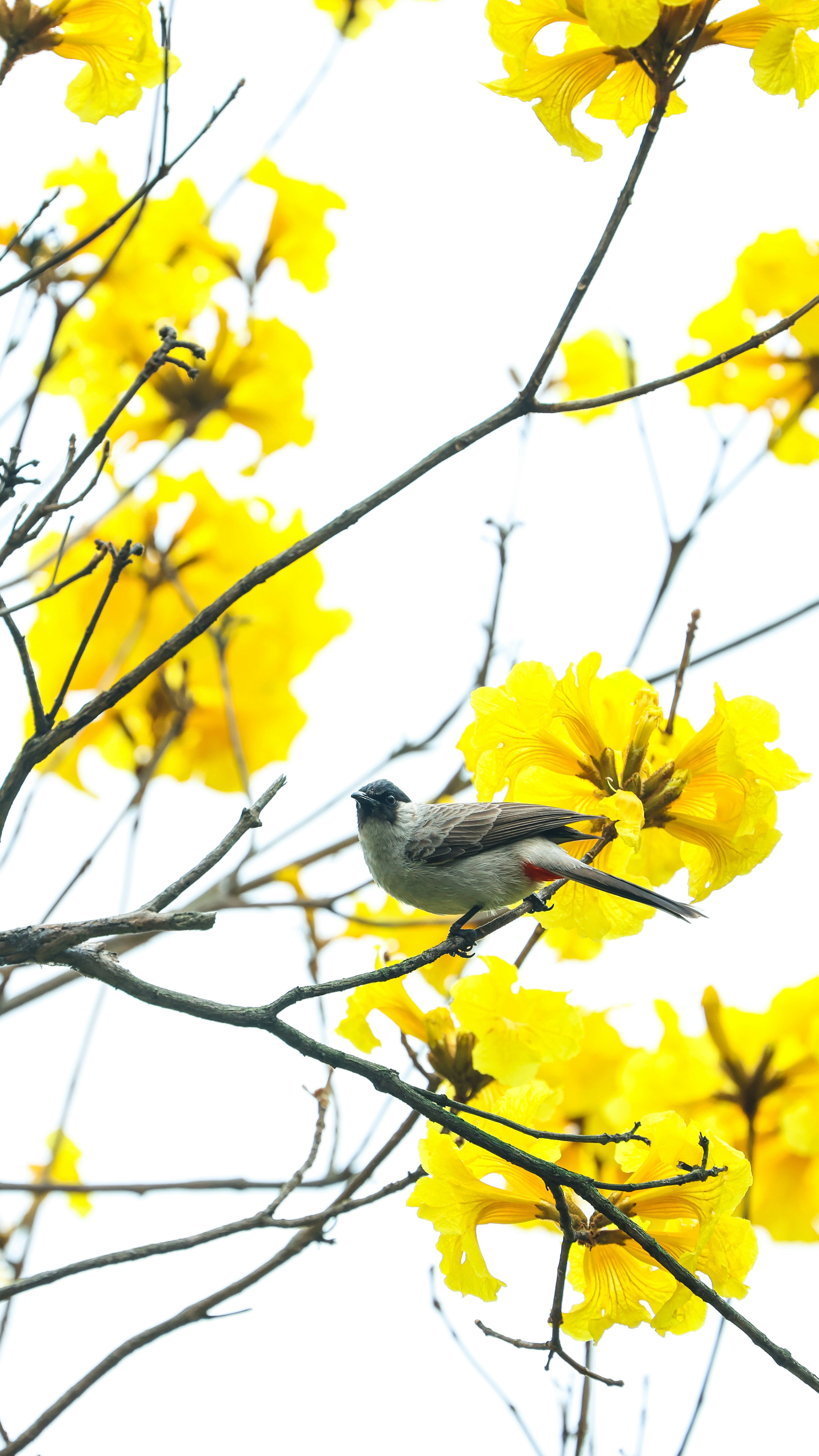 Tiny Songbird on a Sunlit Forsythia Stage