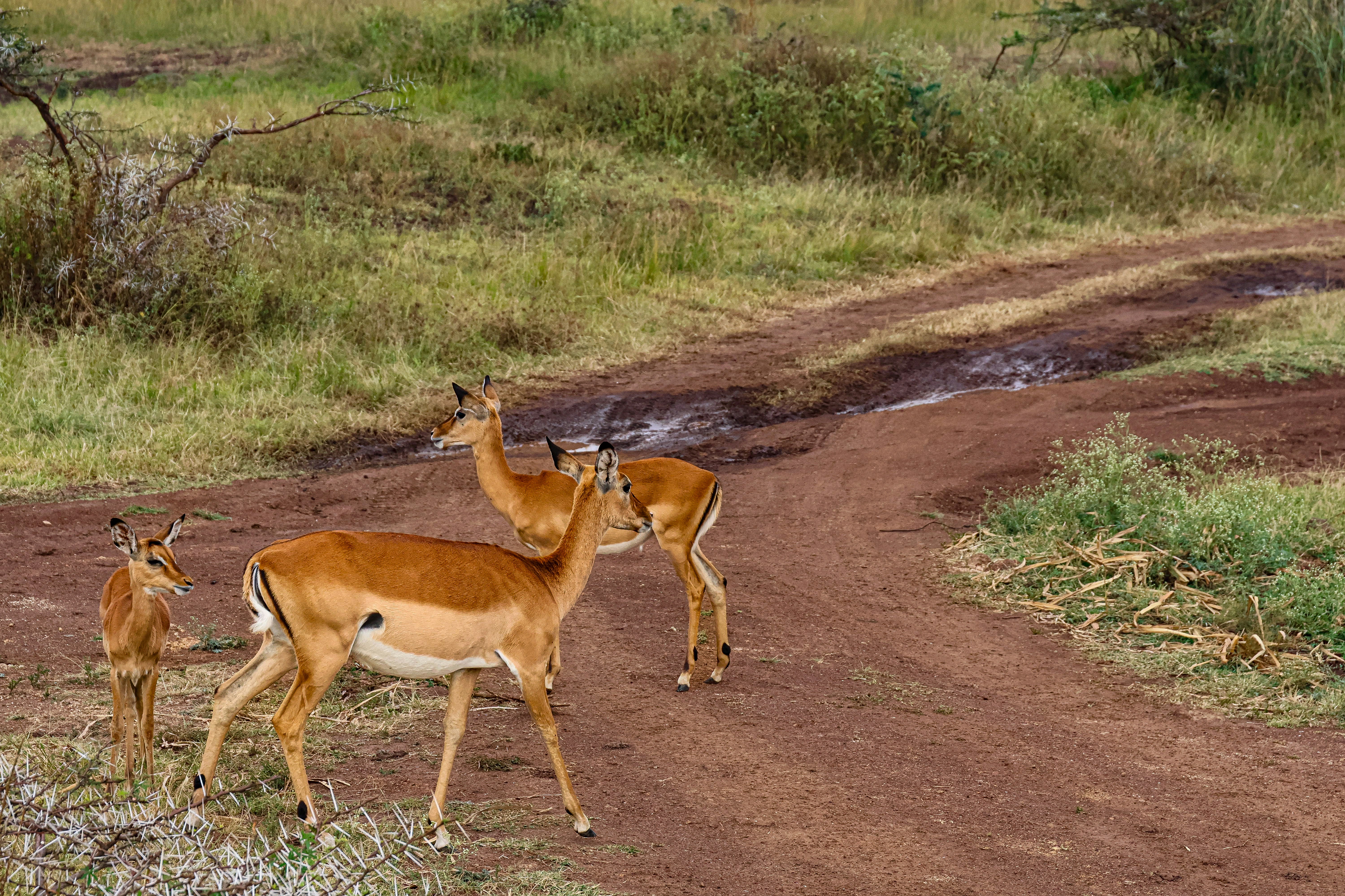 Dusty Savannah Pause: Three Impalas on a Sunlit Track