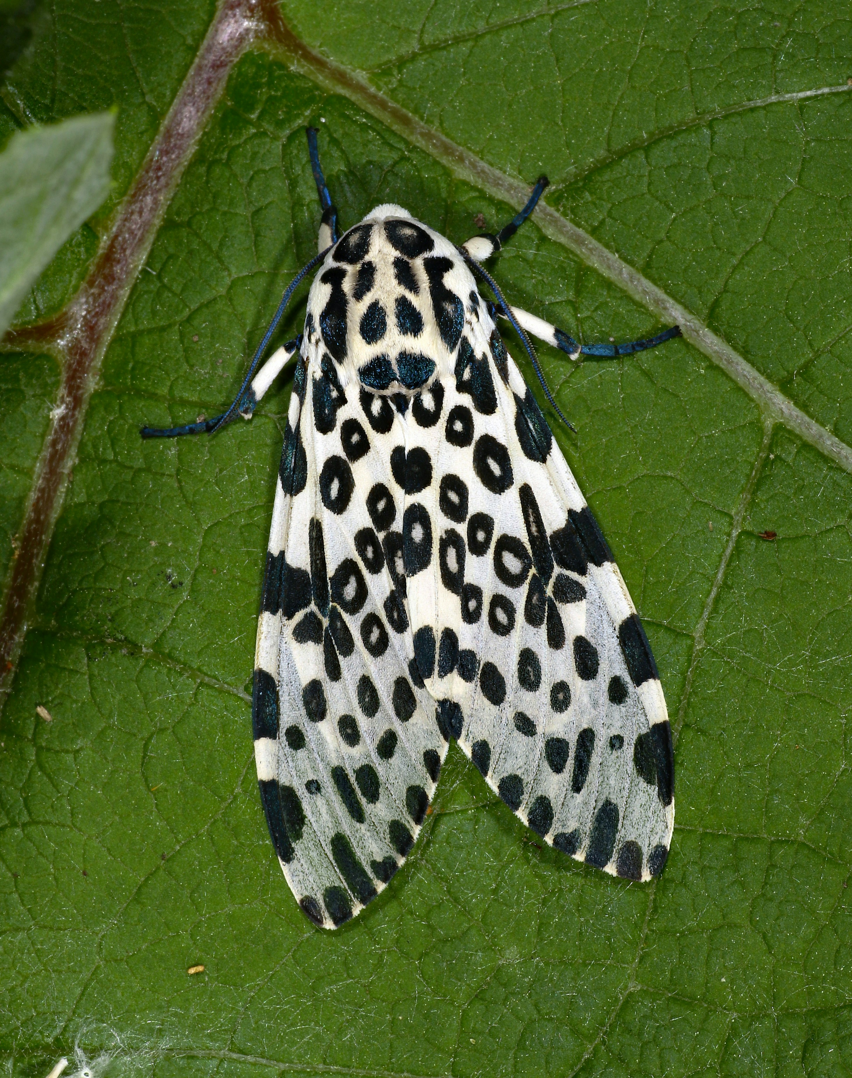 Leopard-print Moth on a Verdant Stage